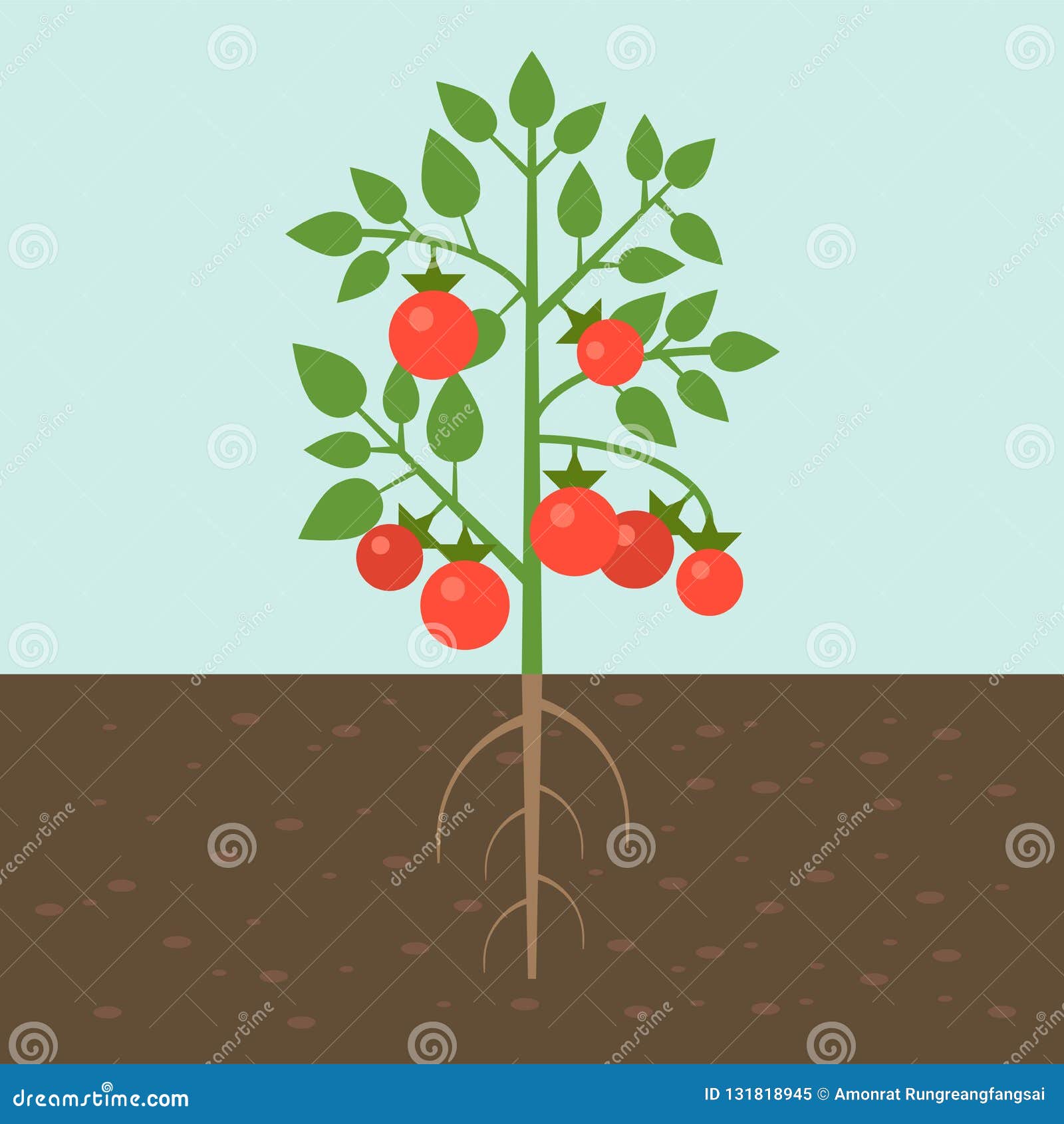 Tomato Plants, Vegetable With Root In Soil Texture, Flat Design Cartoon ...
