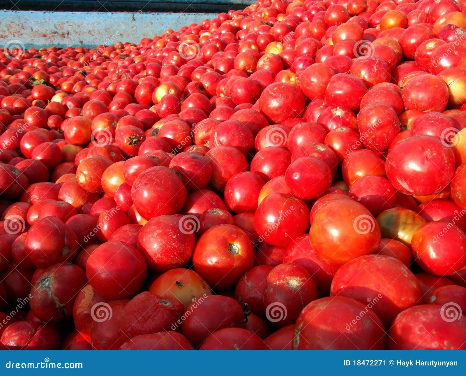 Tomato processing stock image. Image of eating, farm - 18472271