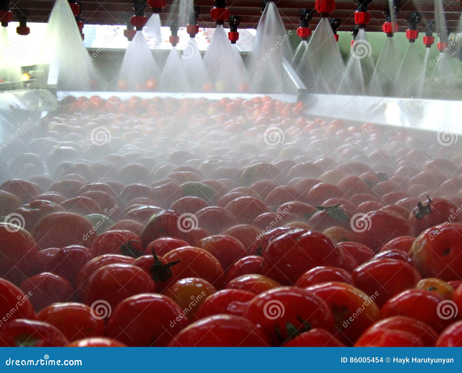 Tomato processing stock photo. Image of prepare, tray - 86005454