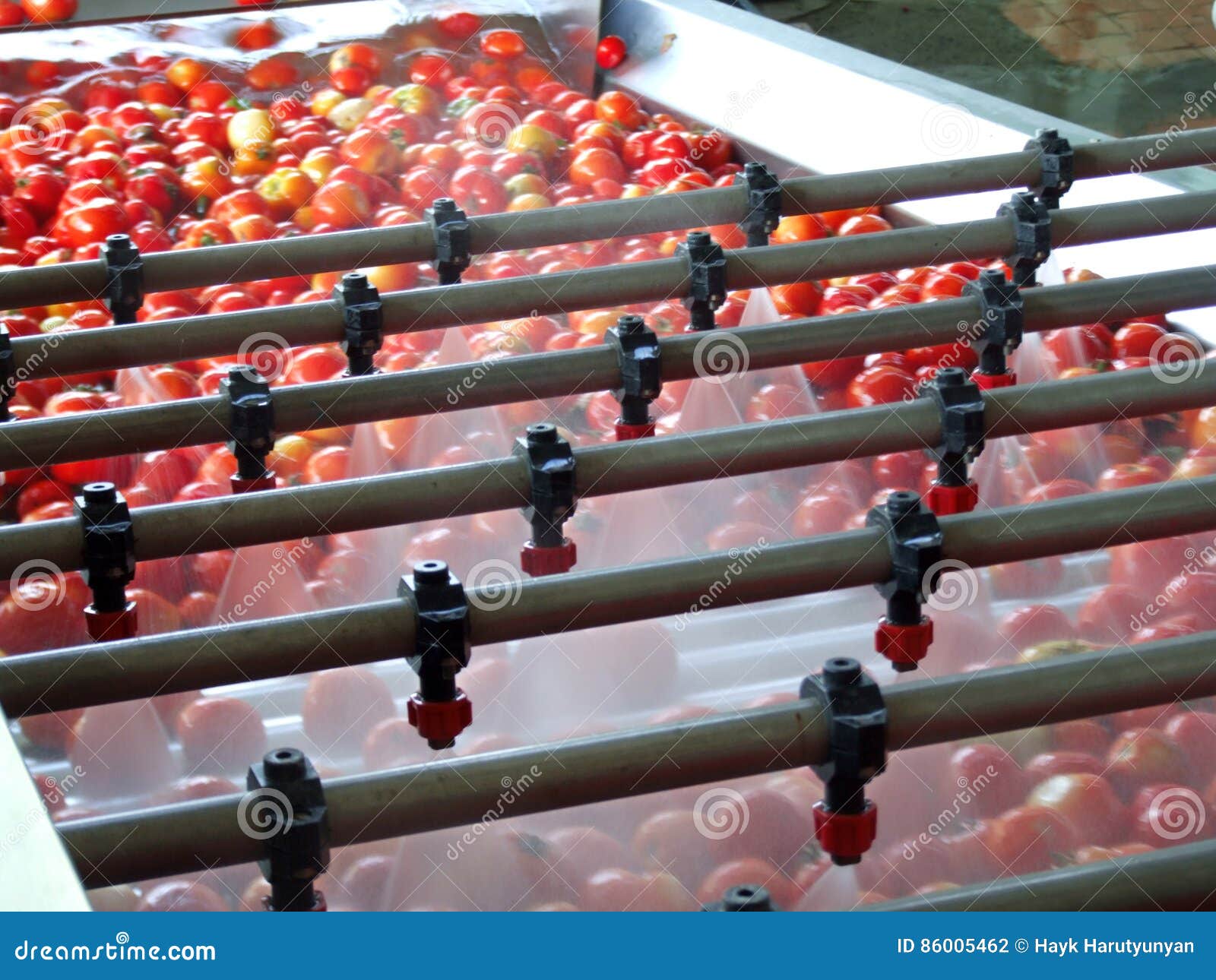 Tomato processing stock photo. Image of ketchup, treat - 86005462