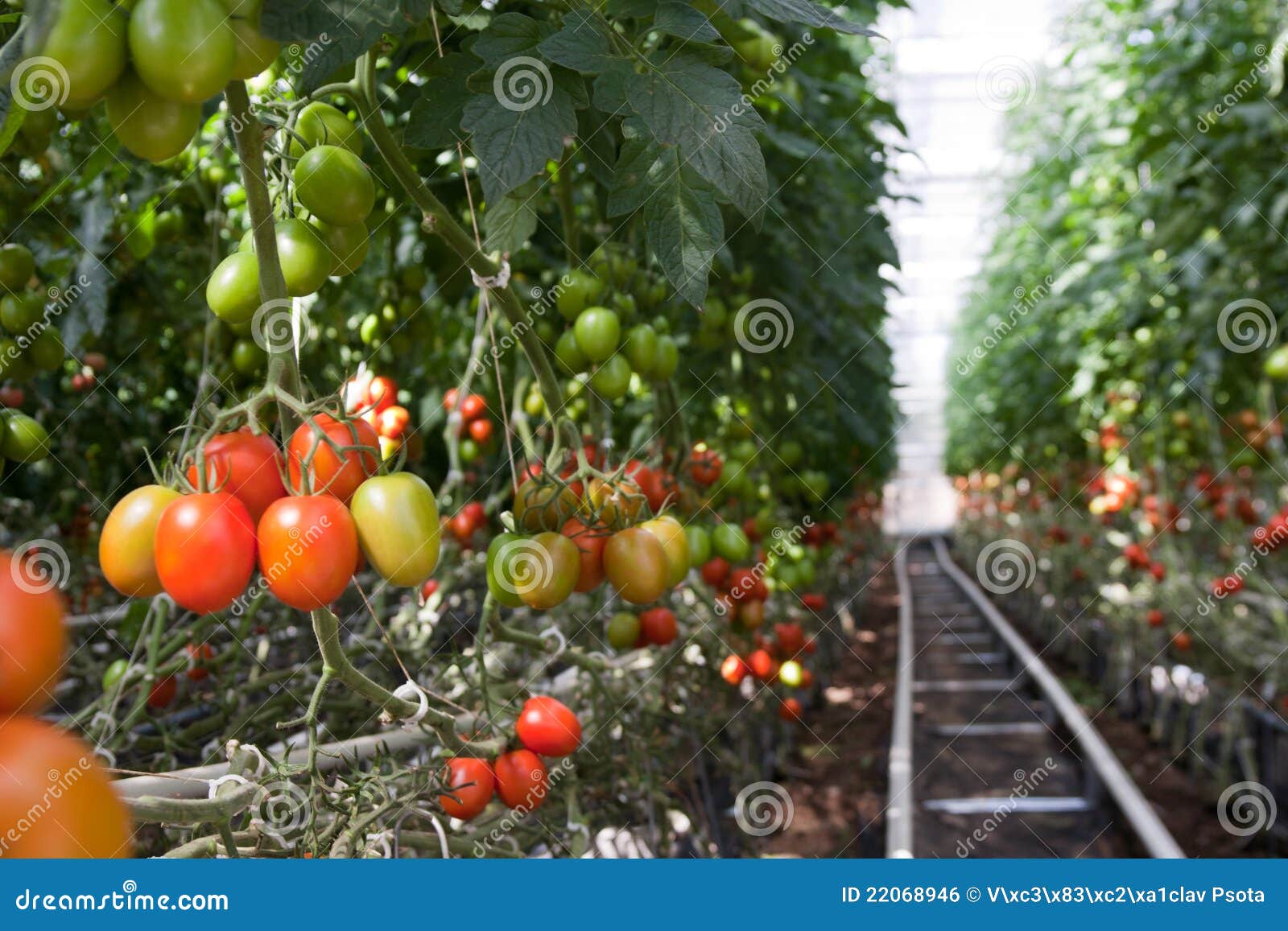 Tomato production stock photo. Image of vegetable, production - 22068946