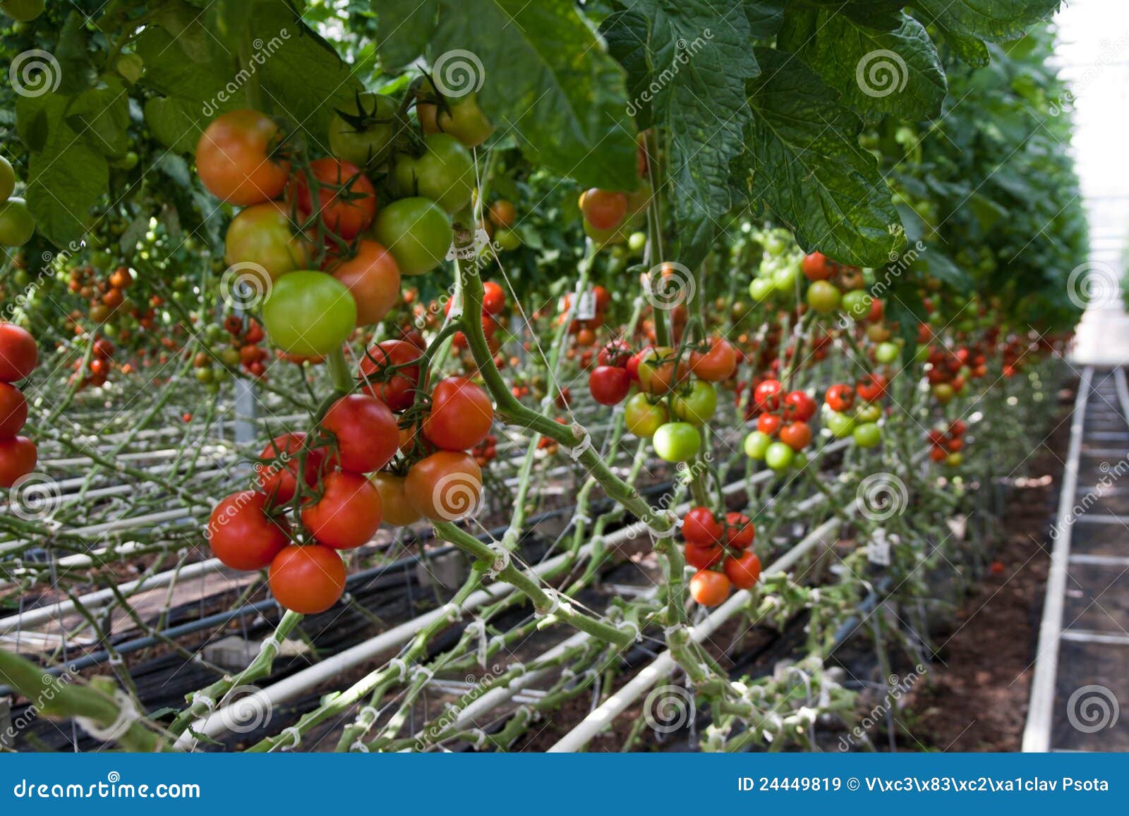 Tomato production stock image. Image of greenhouse, modern - 24449819