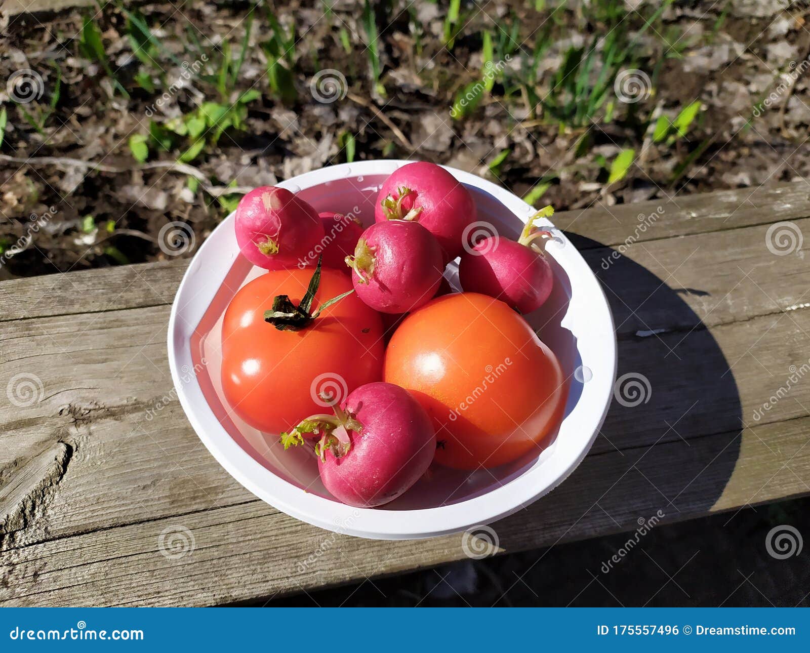 Tomato and radish stock photo. Image of farm, vegetable - 175557496