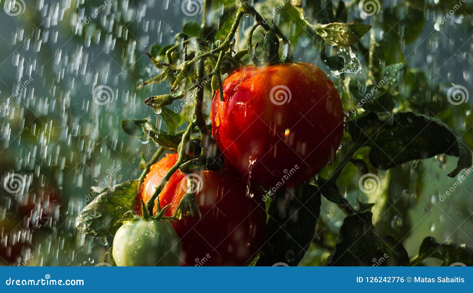 Tomato in rain stock photo. Image of harvest, fruit - 126242776