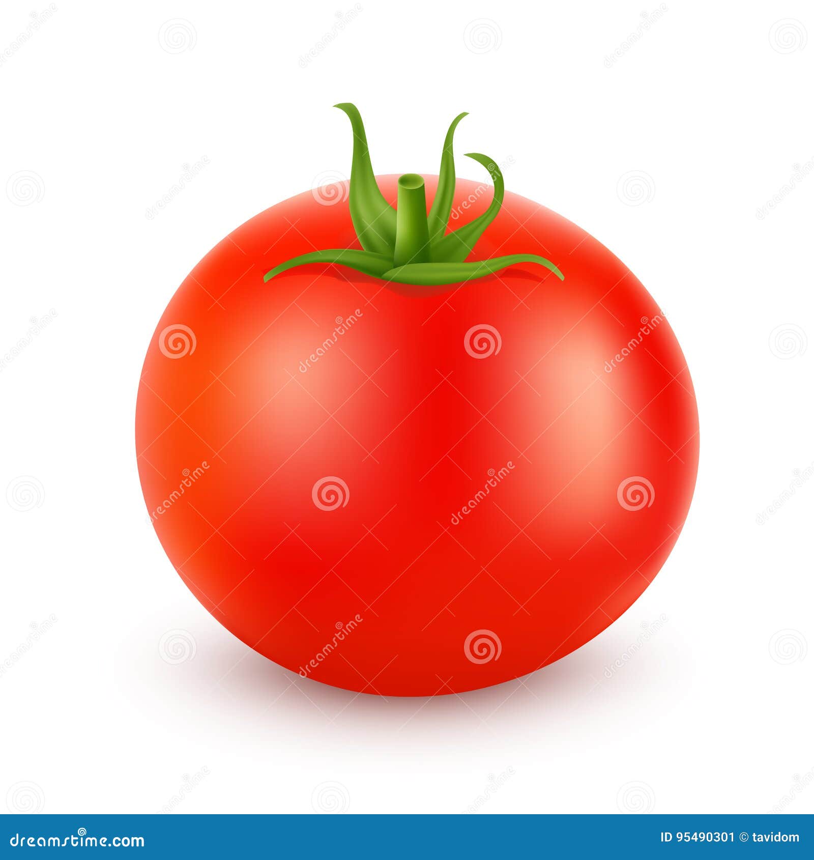 Tomato Realistic Isolated on White. Vector Illustration Stock Vector ...