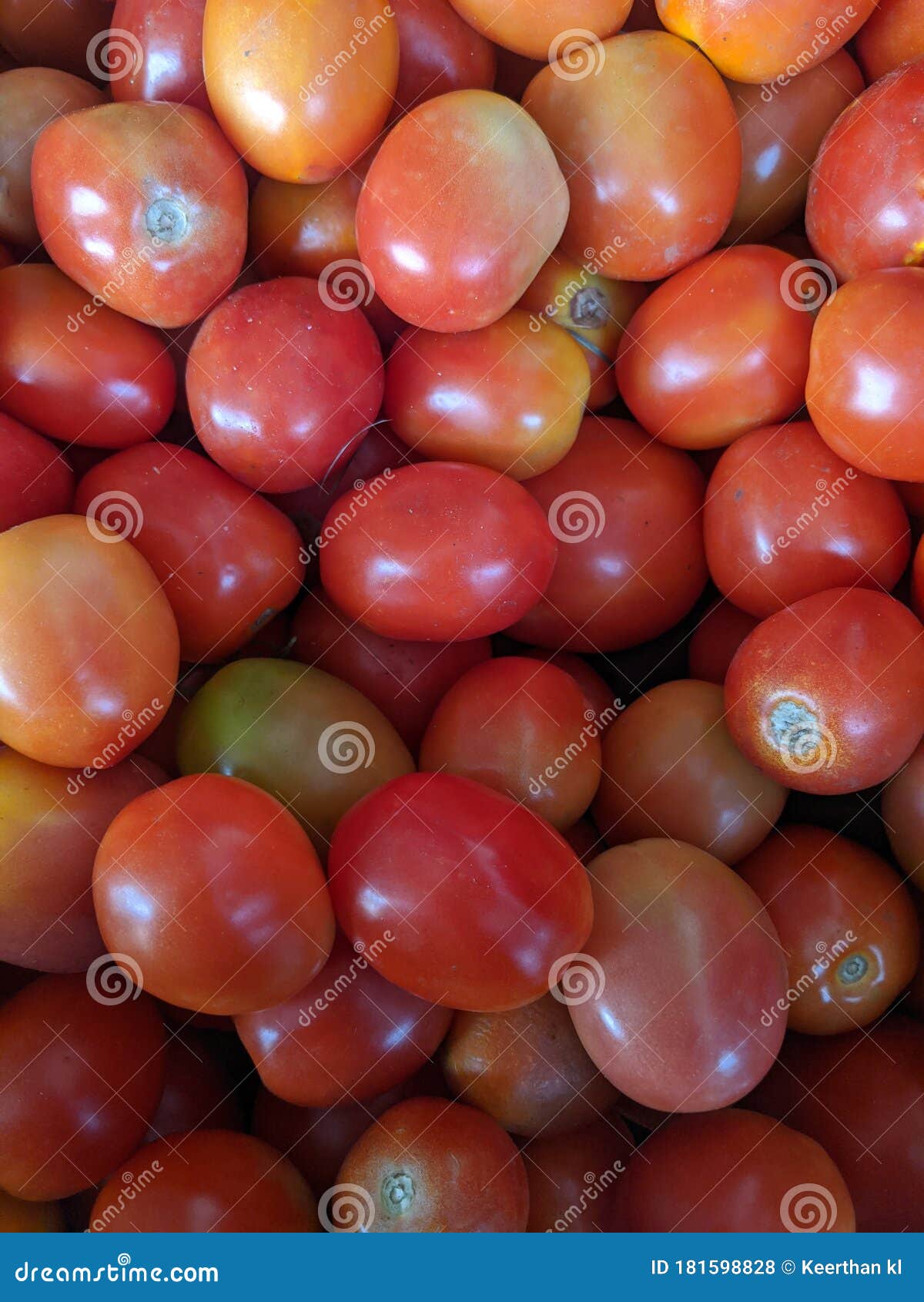 Tomato Red in Colour and Fresh Stock Photo - Image of plant, strawberry ...