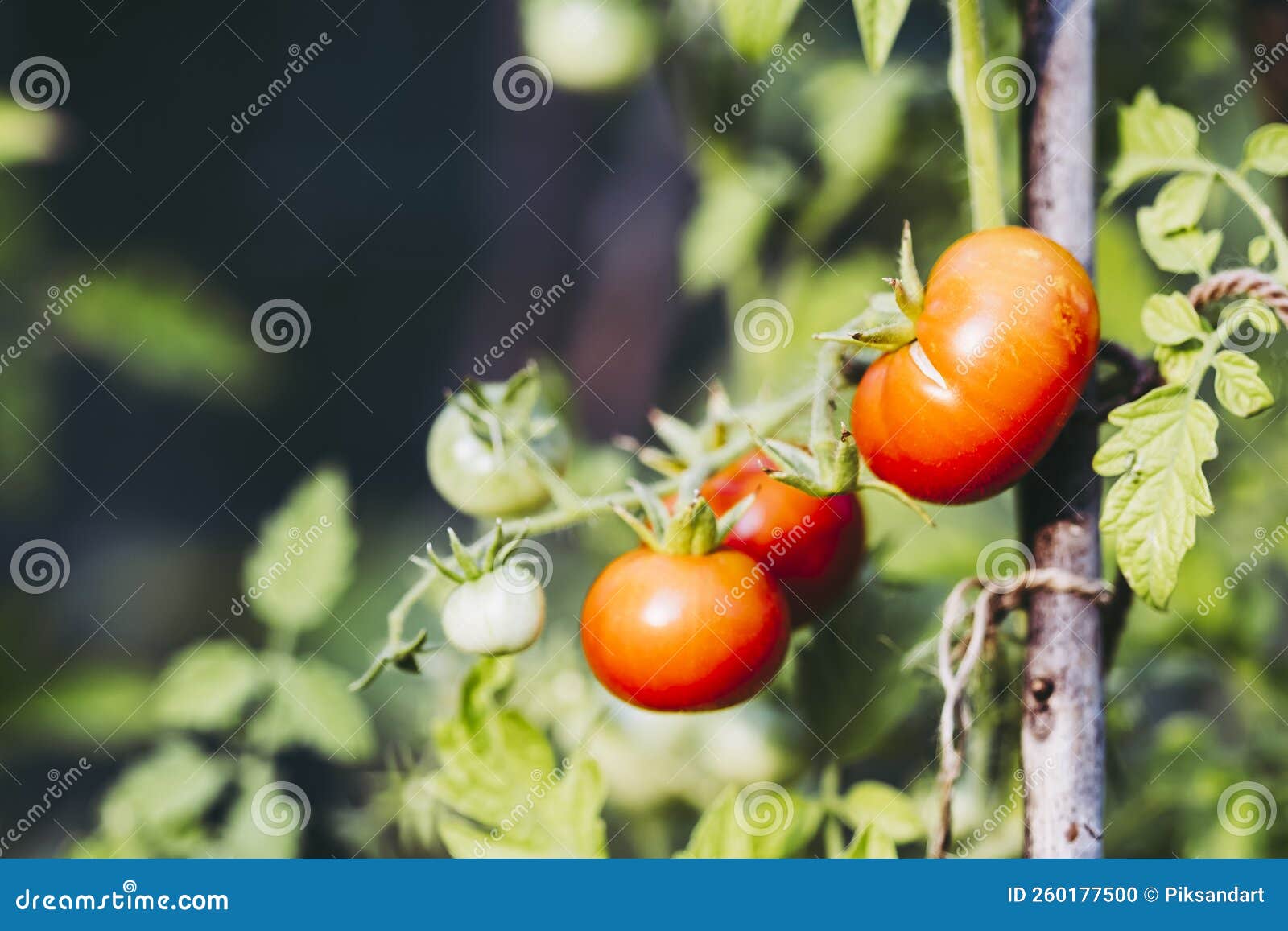 Tomato Ripening on the Plan in the Garden Stock Photo - Image of ...