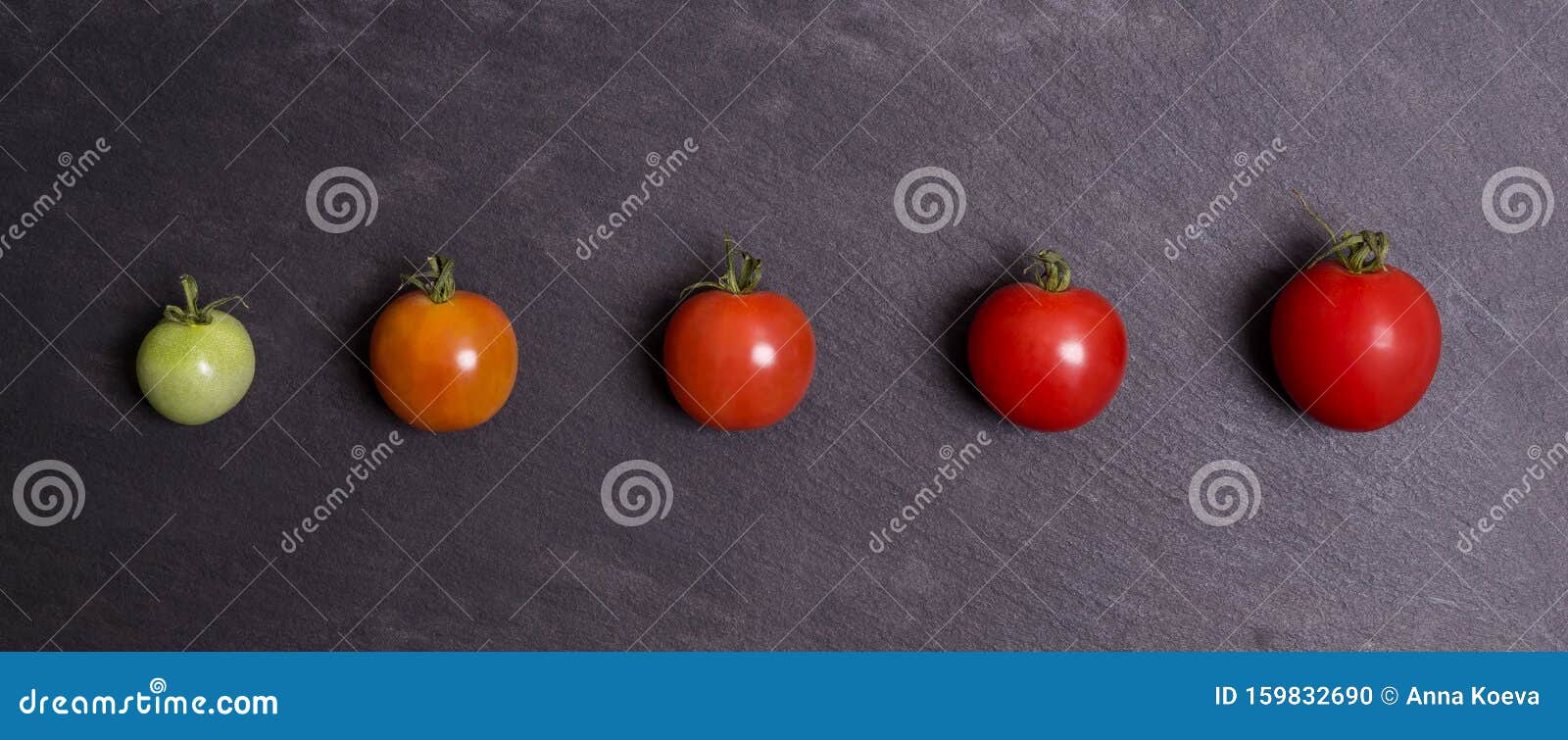 Tomato ripening process stock photo. Image of maturity - 159832690