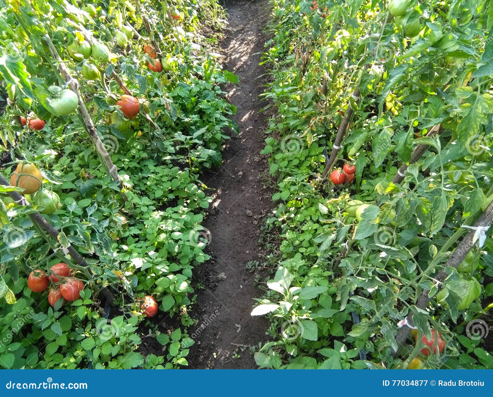 Tomato row stock image. Image of homemade, vegetables - 77034877