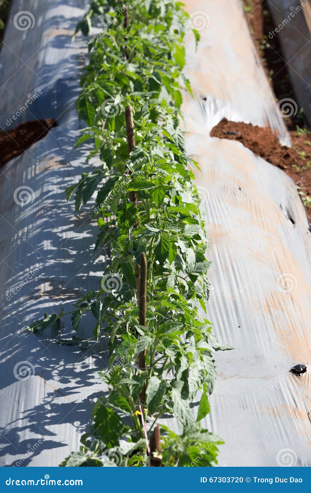 Tomato row stock photo. Image of potato, growing, farm - 67303720
