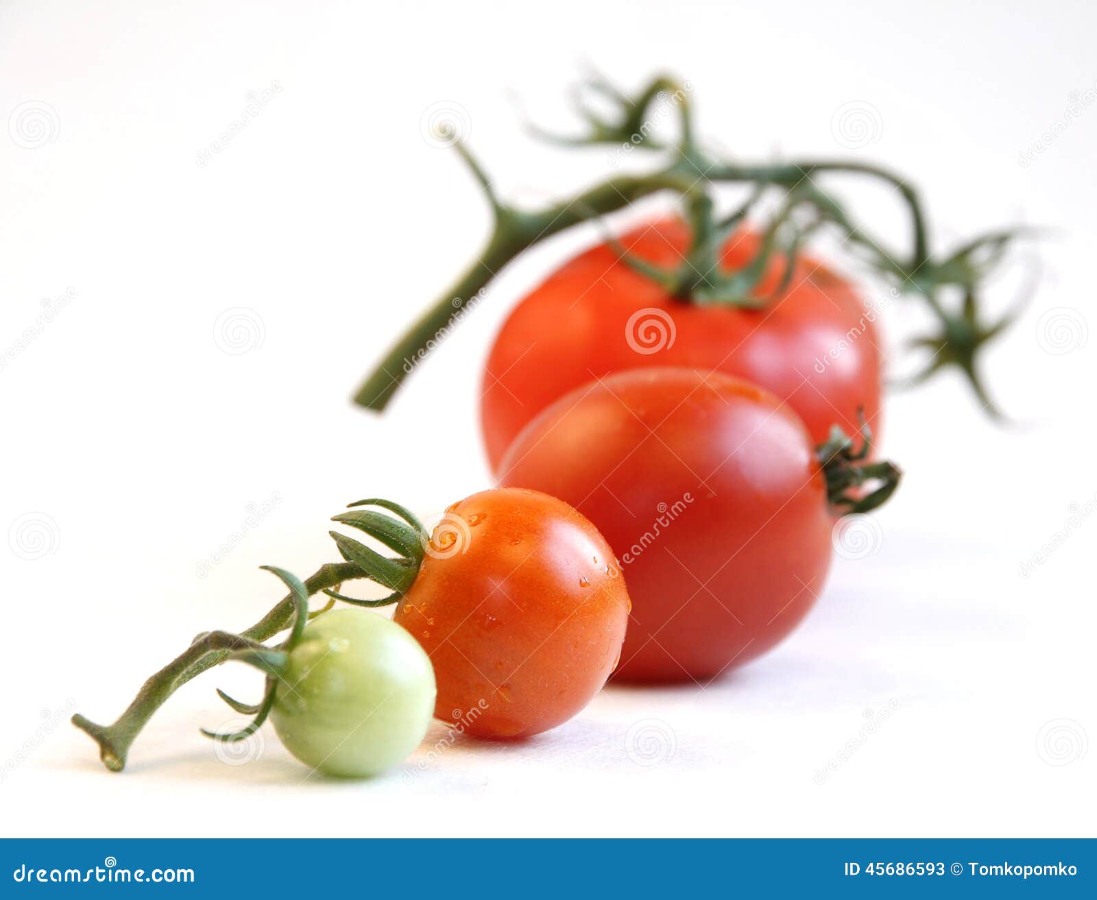 Tomato row stock image. Image of shore, stem, flowers - 45686593