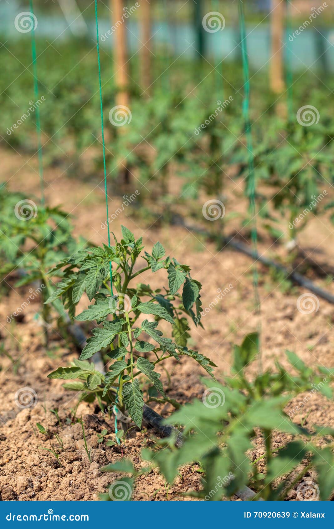 Tomato Rows in a Greenhouse Stock Image - Image of glasshouse, house ...