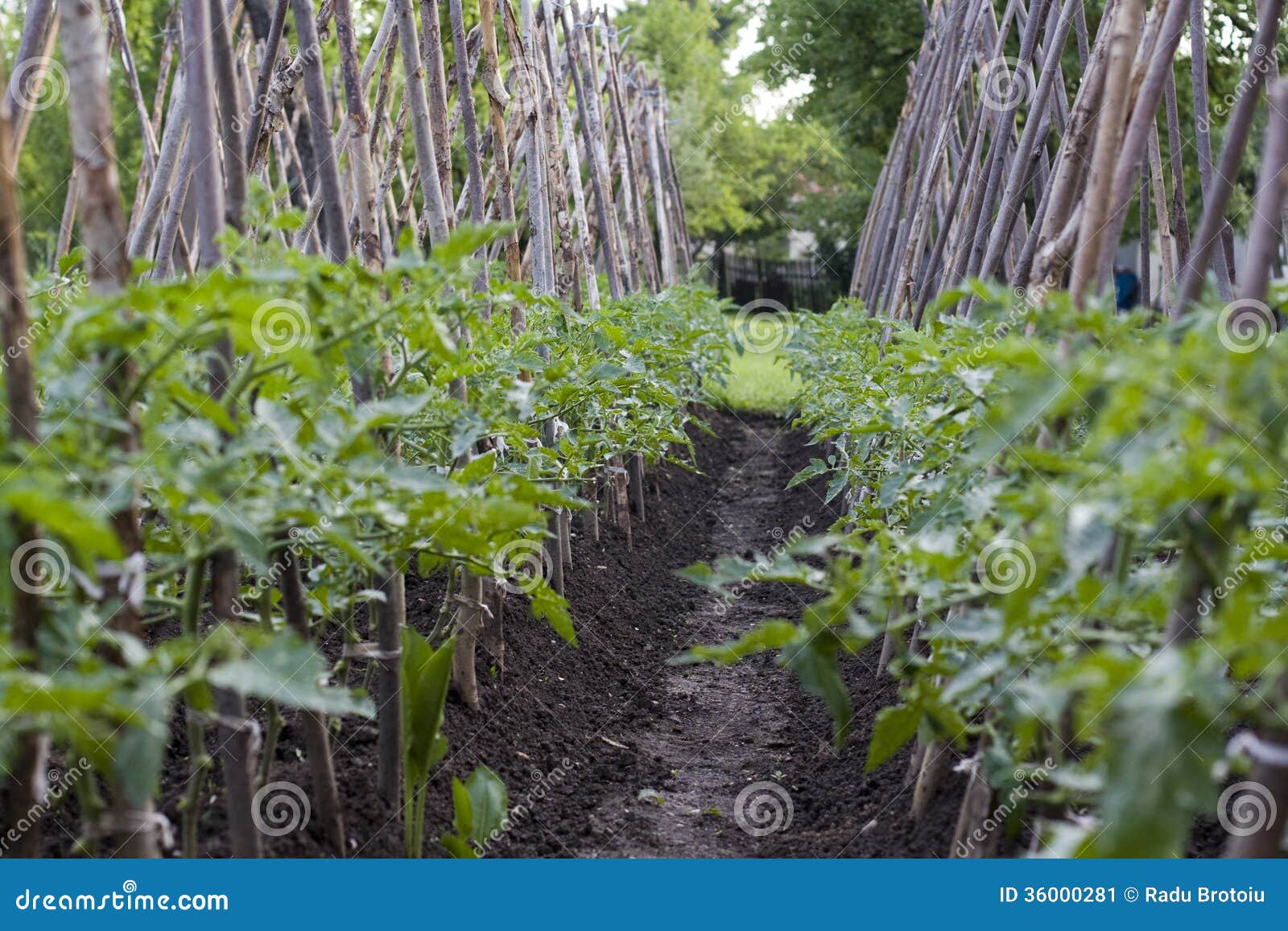 Tomato rows stock image. Image of outdoor, seedling, rows - 36000281