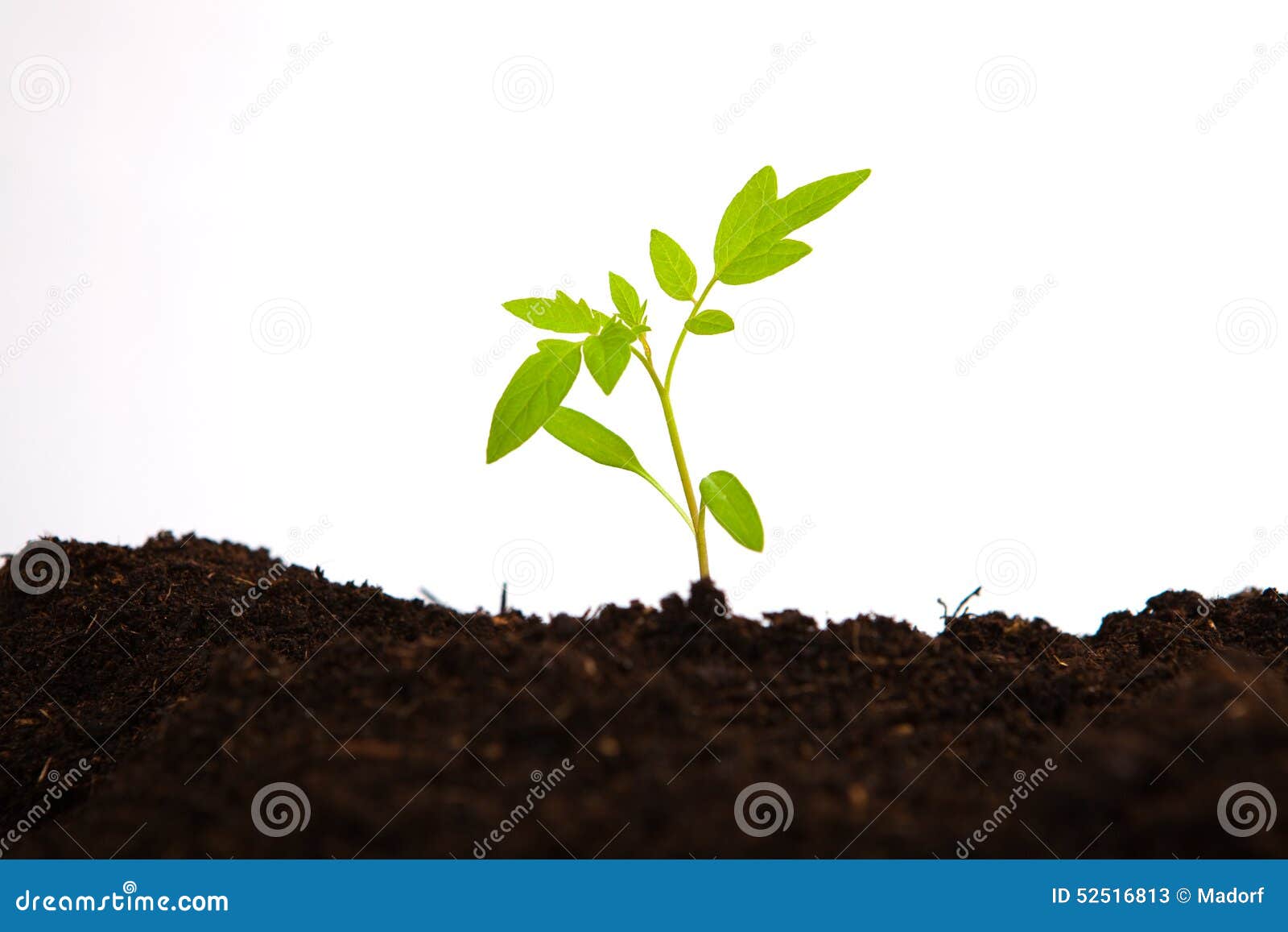 Sapling In A Tob With White Background.tree Planting Royalty-Free Stock ...