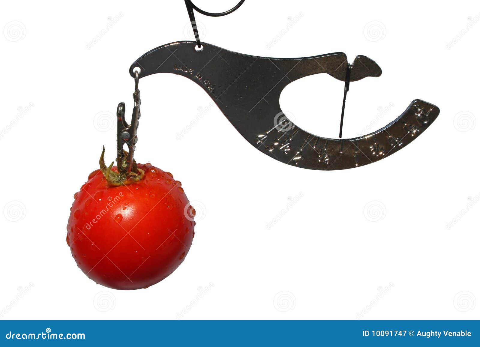 Tomato and Scale stock image. Image of circle, macro - 10091747