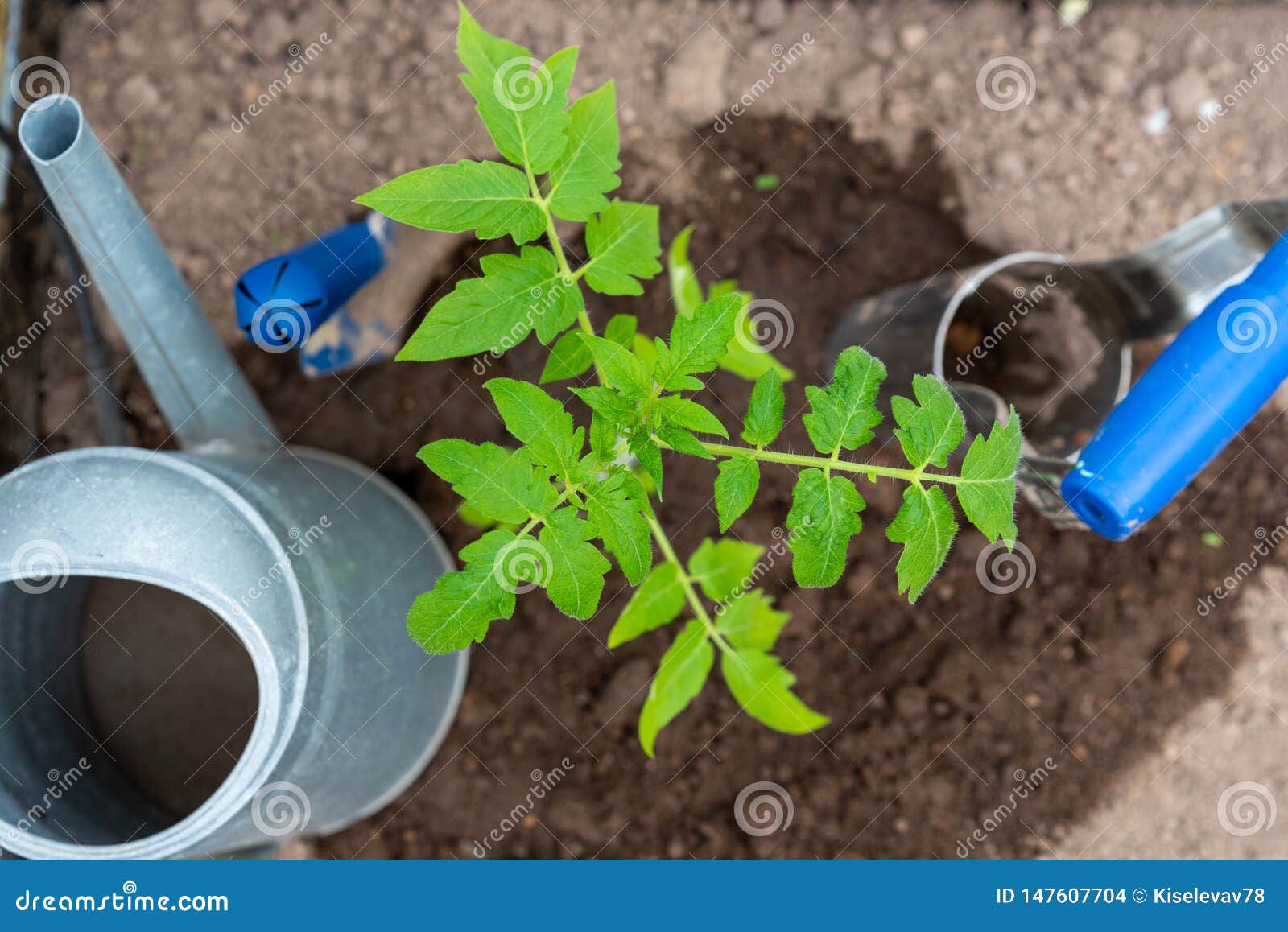 Tomato Seedling and Garden Tools. Close Up Stock Photo - Image of ...