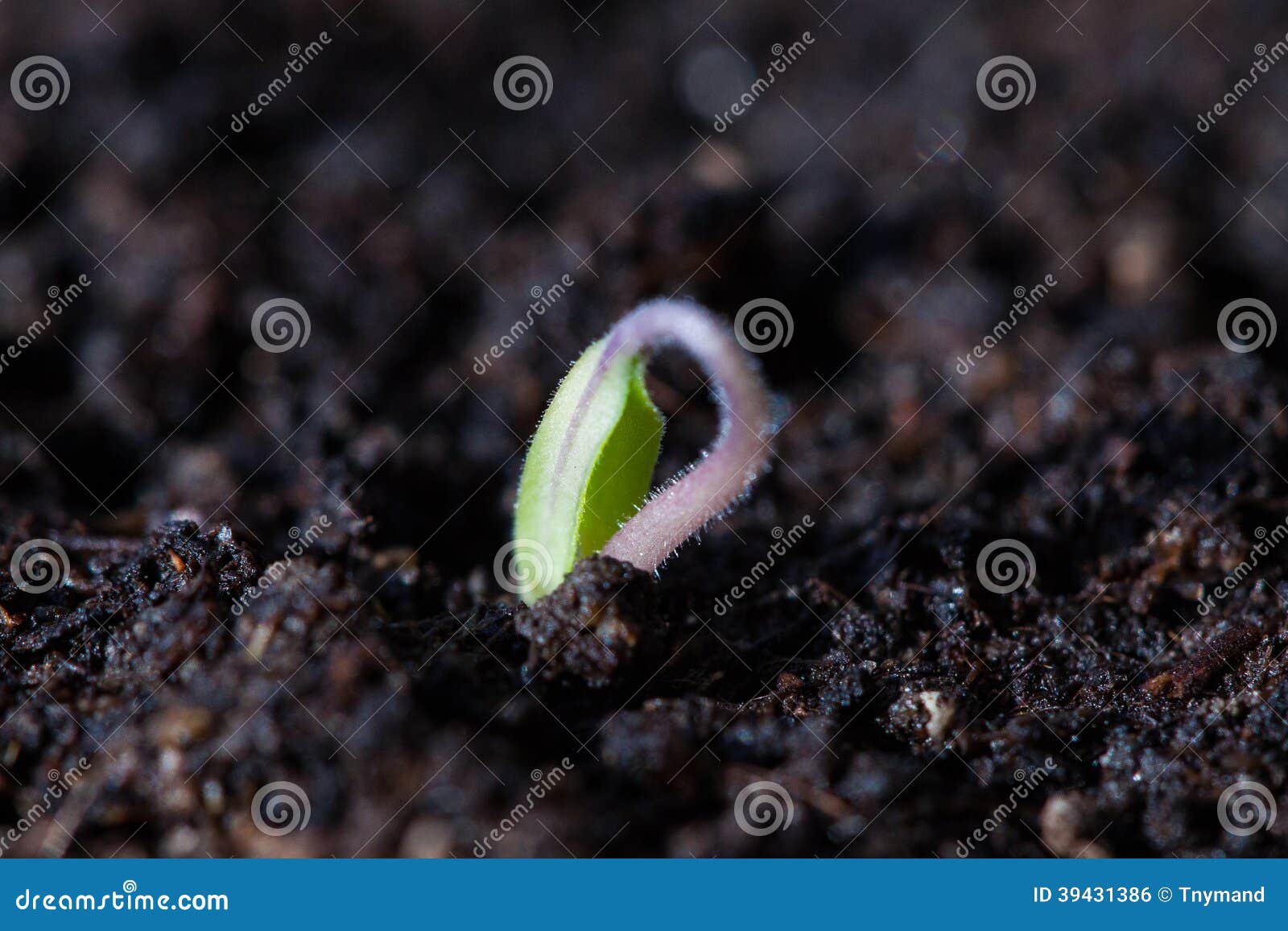 Tomato Seedling Germinating in Pot Stock Photo - Image of ground ...