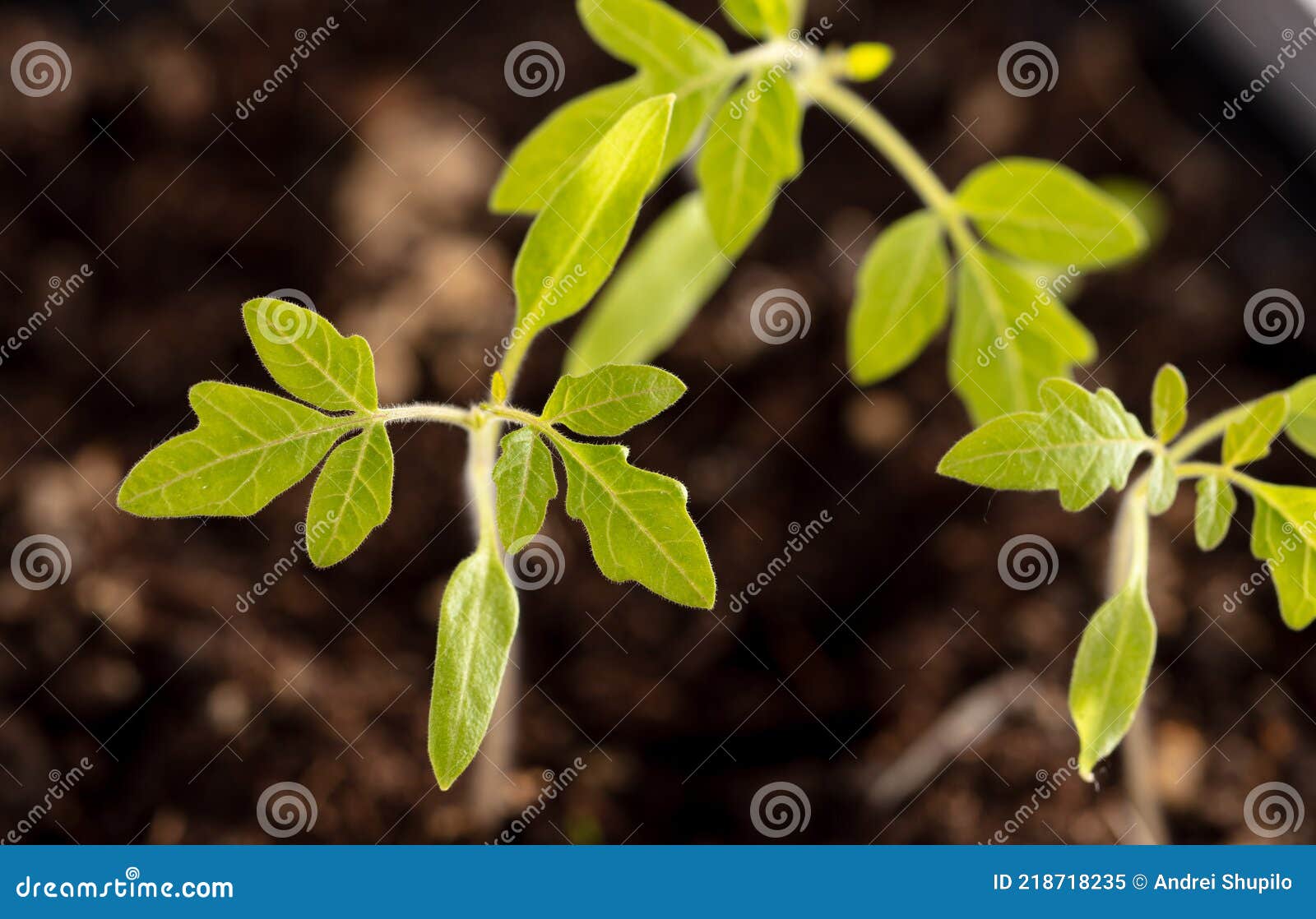 Tomato Seedling in the Ground in the Garden. Stock Image - Image of ...