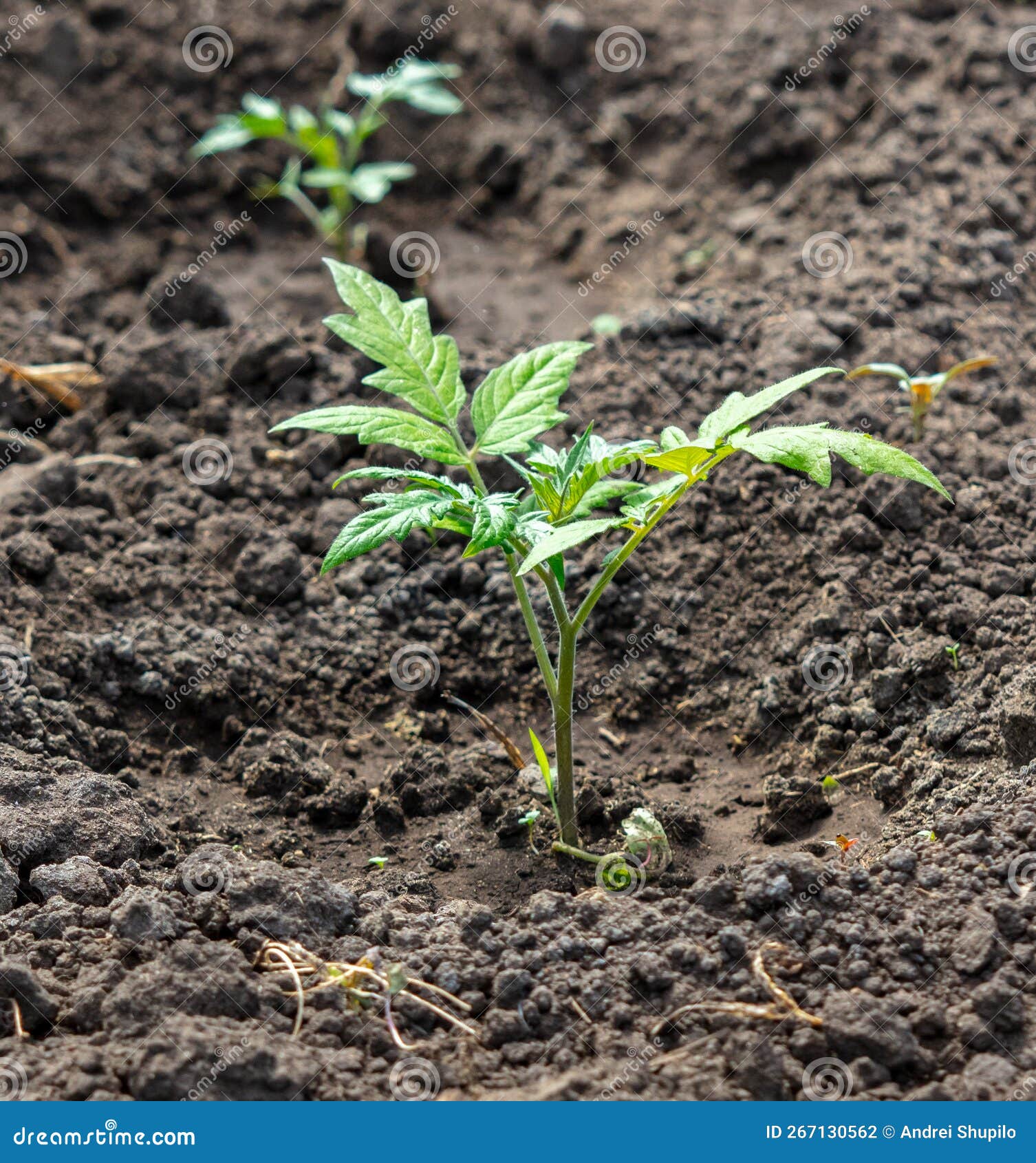 Tomato Seedling in the Ground in Spring. Stock Photo - Image of green ...