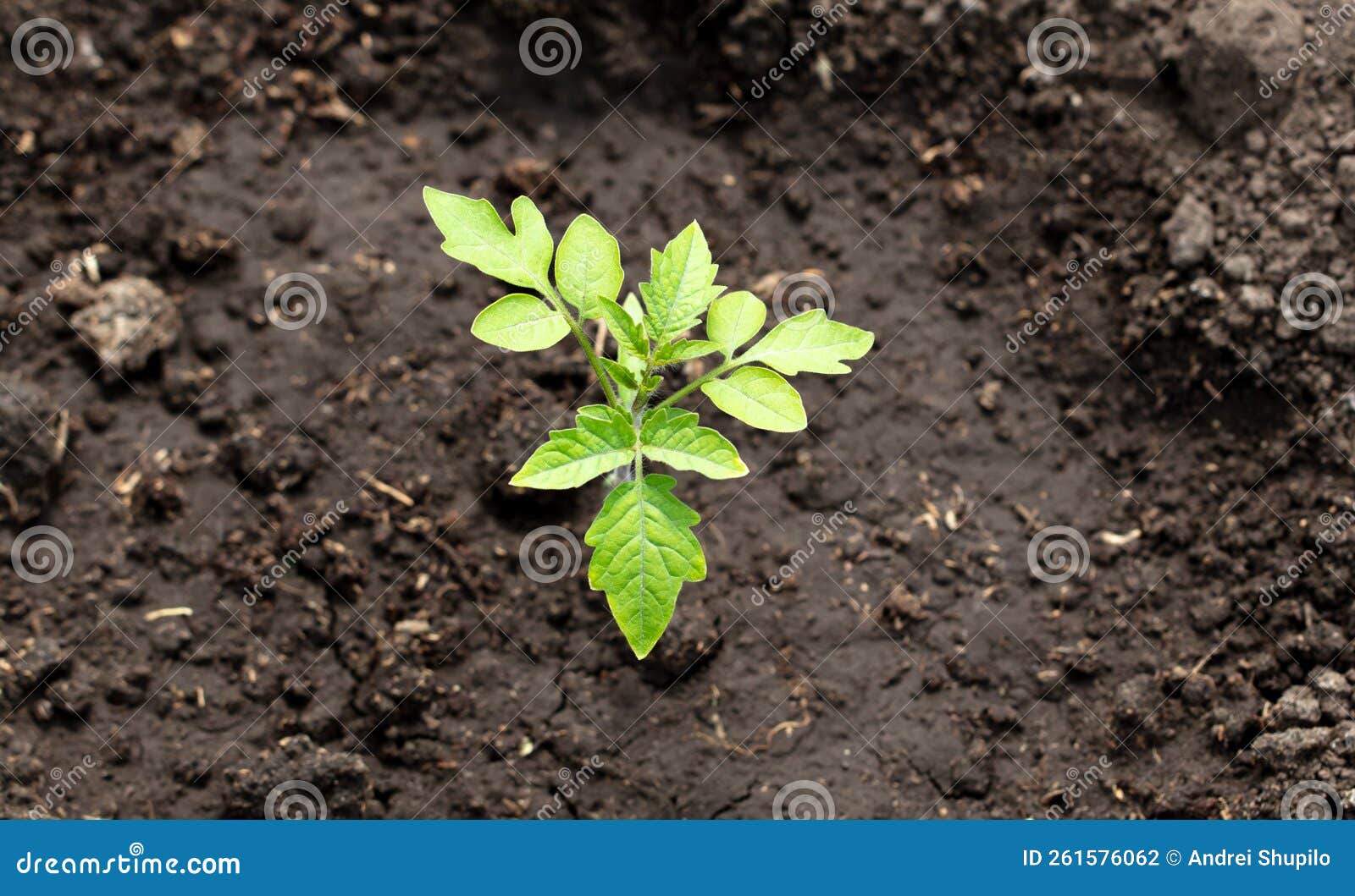 Tomato Seedling in the Ground in Spring. Stock Photo - Image of ...