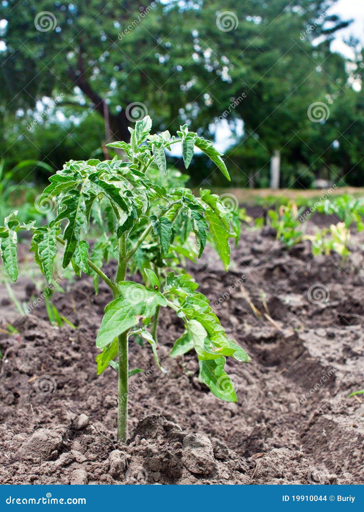 Tomato seedling growing stock photo. Image of ground - 19910044