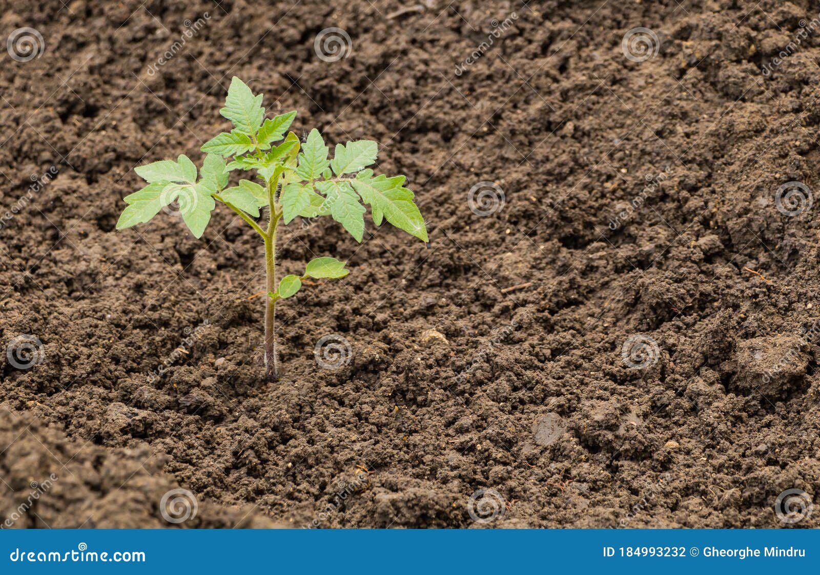 Tomato Seedling Growing in Garden in Process of Development Stock Photo ...