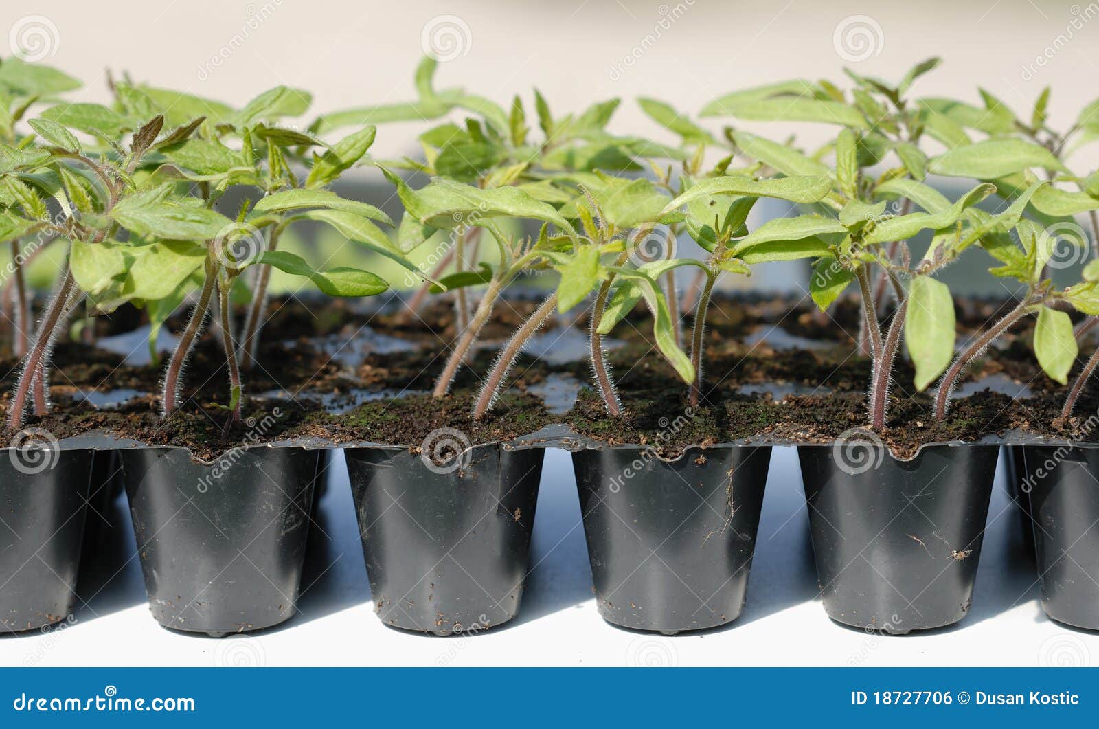 Tomato seedling in pot stock photo. Image of seedling - 18727706
