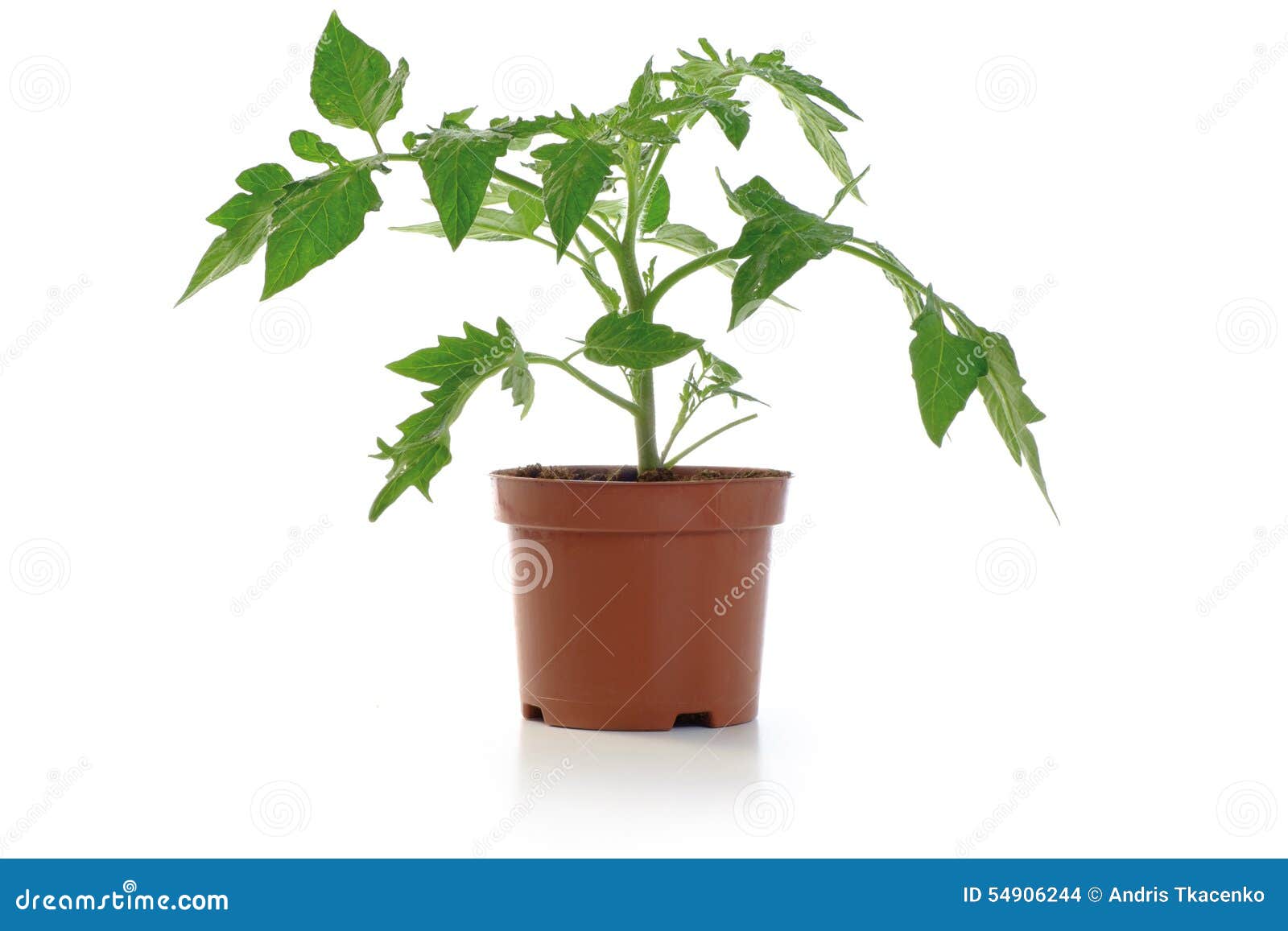 Tomato Seedling Potted Plant Stock Photo - Image of seedling, growth ...