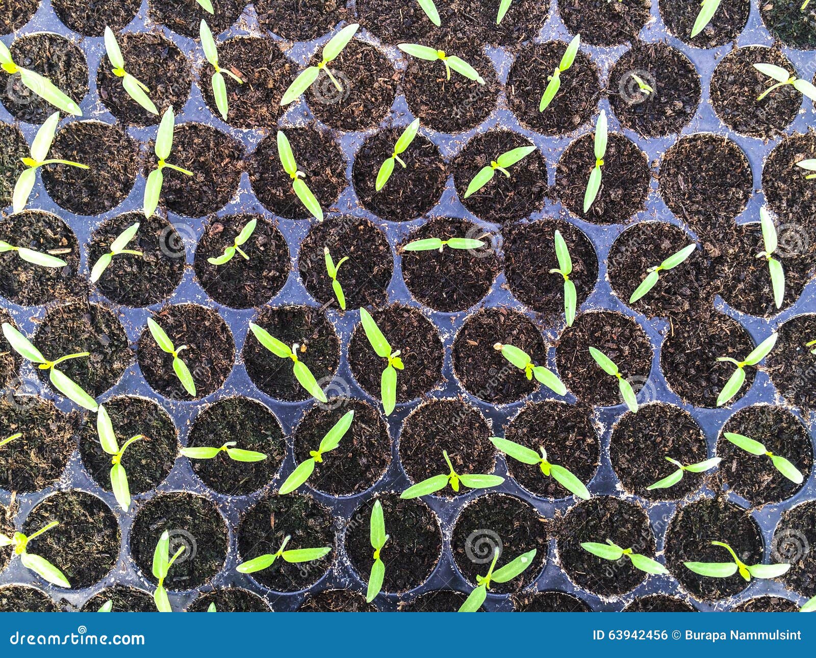 Tomato seedling. stock photo. Image of farm, greenhouse - 63942456