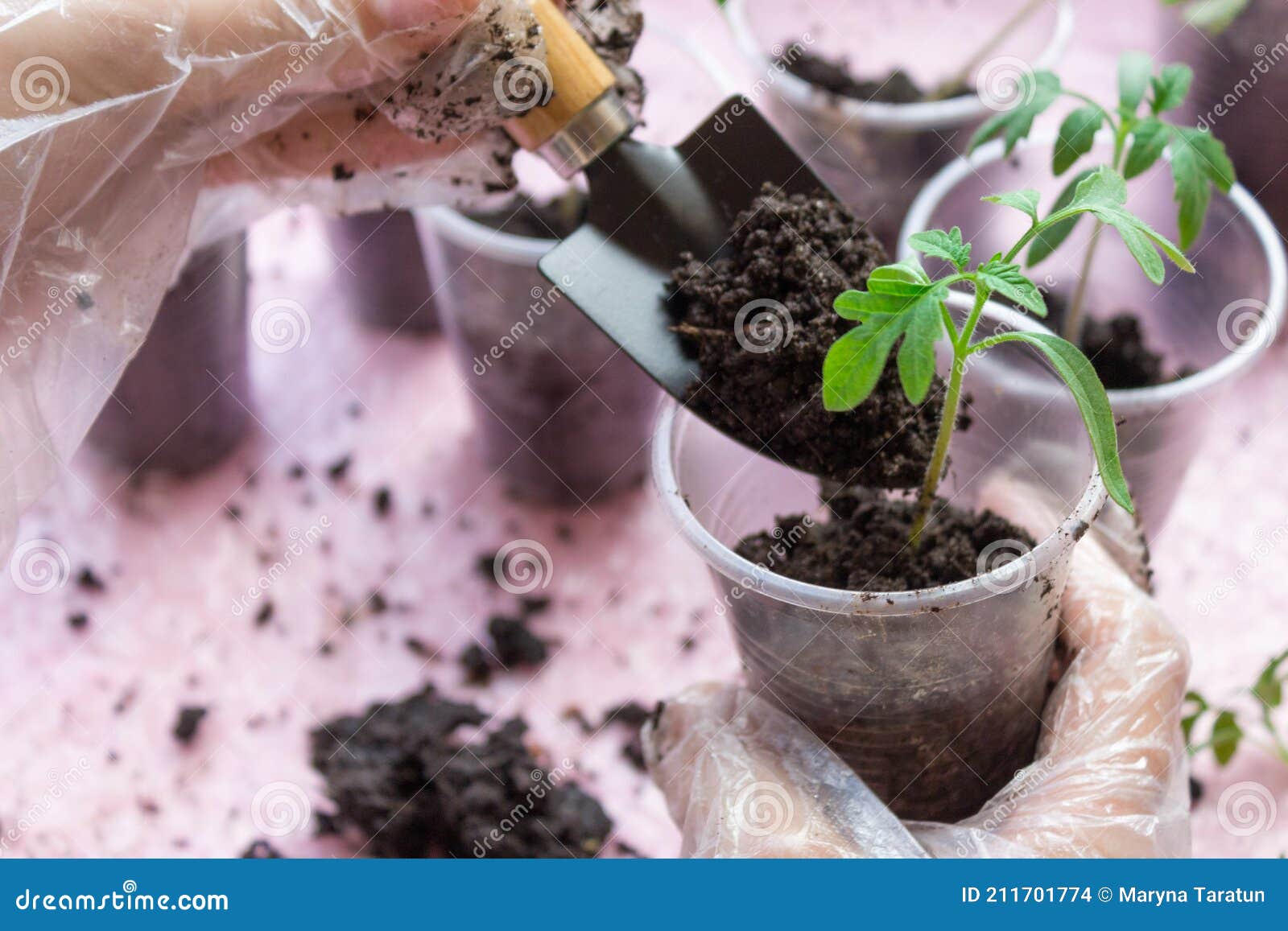 Tomato Seedling Transplanting Process. Young Vegetable Seedlings of ...
