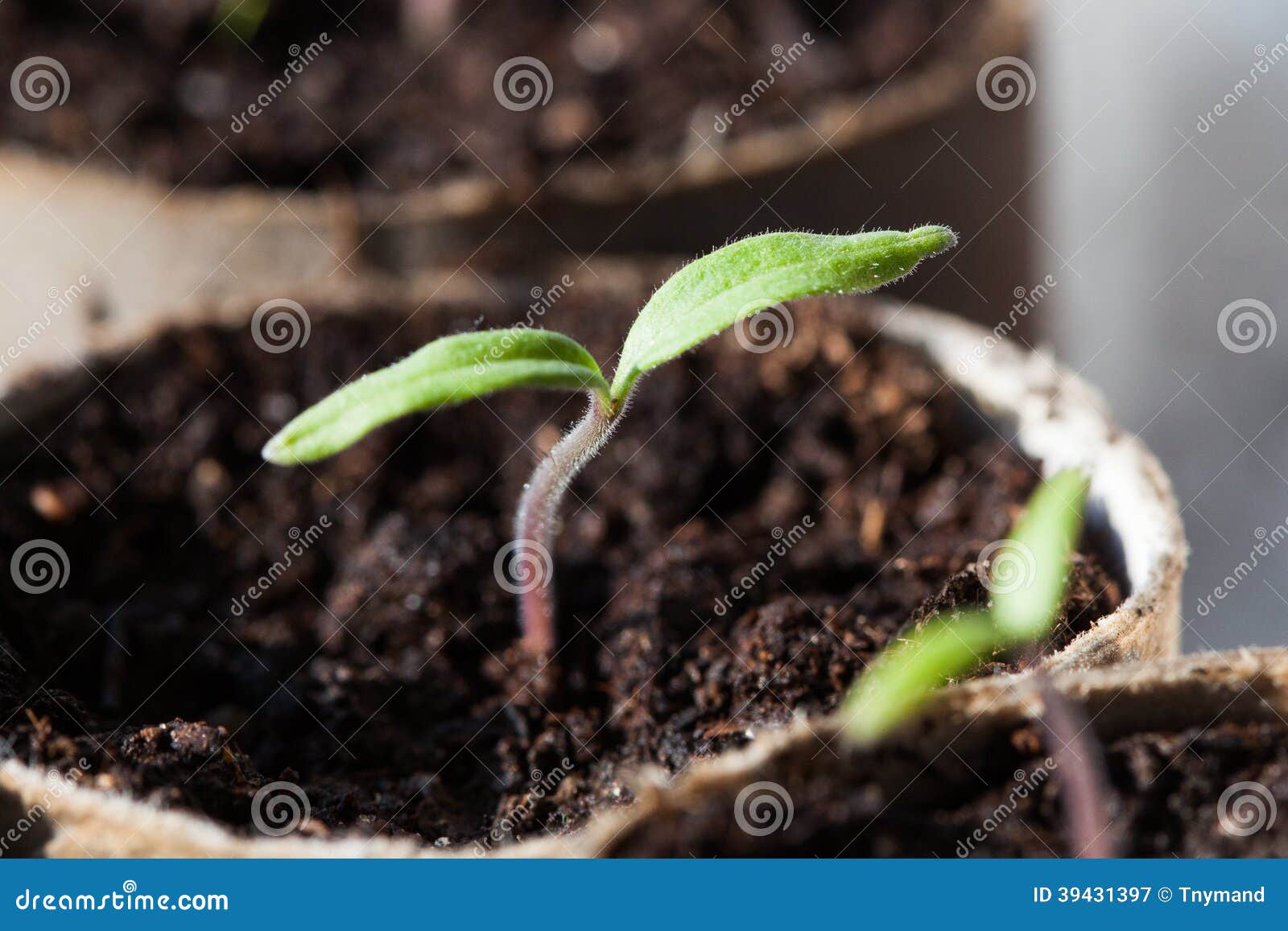 Tomato Seedlings Germinating in Pots Stock Image - Image of farming ...