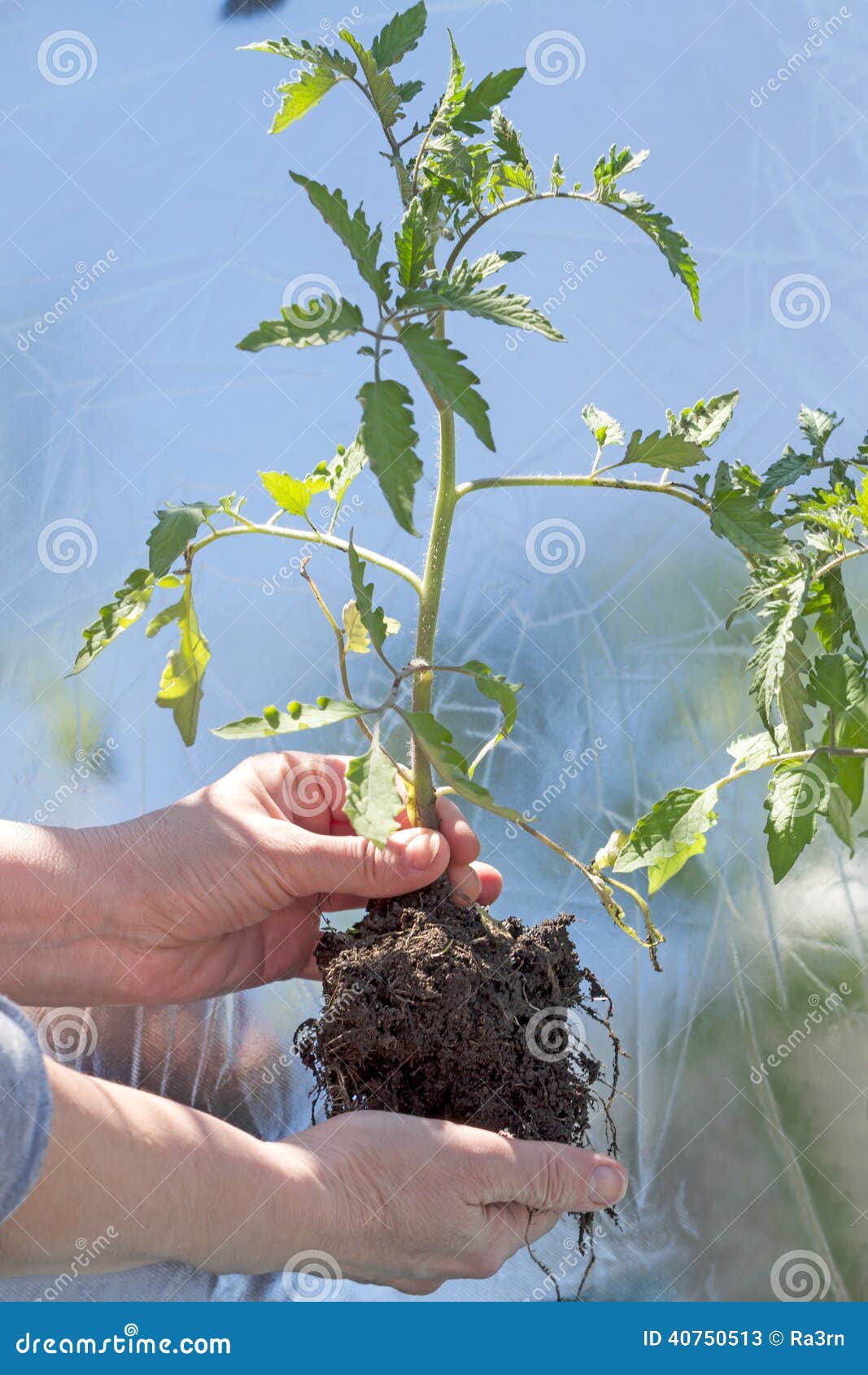 Tomato Seedlings in the Greenhouse Stock Image - Image of roots ...