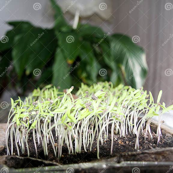 Tomato Seedlings Sprouting Out Stock Photo - Image of grow, nature ...