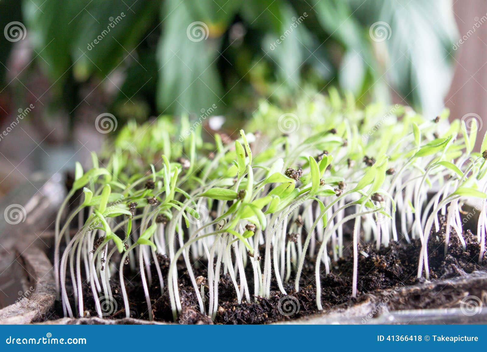 Tomato Seedlings Sprouting Out Stock Photo - Image of shoot, closeup ...