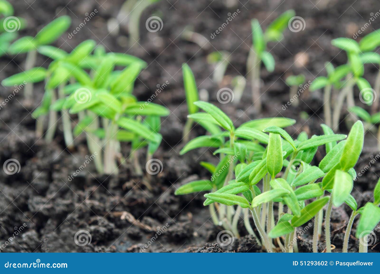 Tomato seedlings stock photo. Image of farm, closeup - 51293602