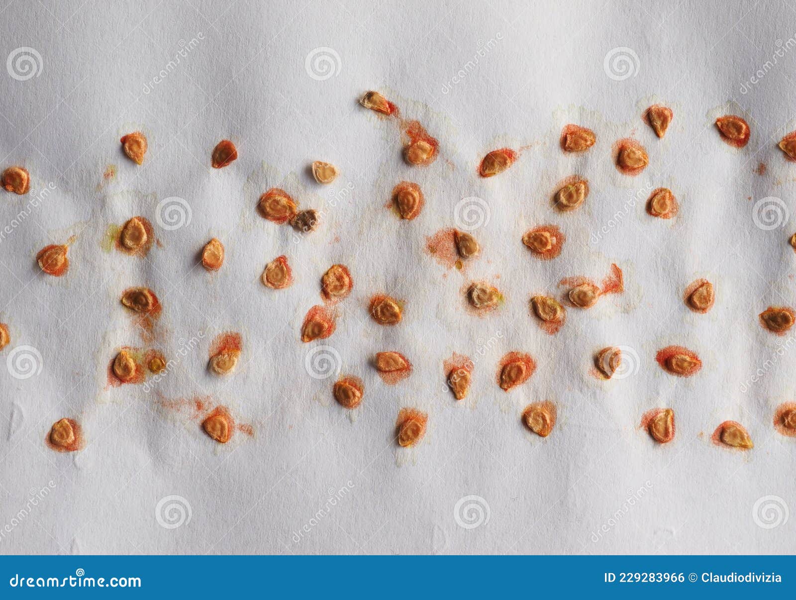 Tomato Seeds from Ripe Fruit Stock Photo - Image of saved, seeds: 229283966