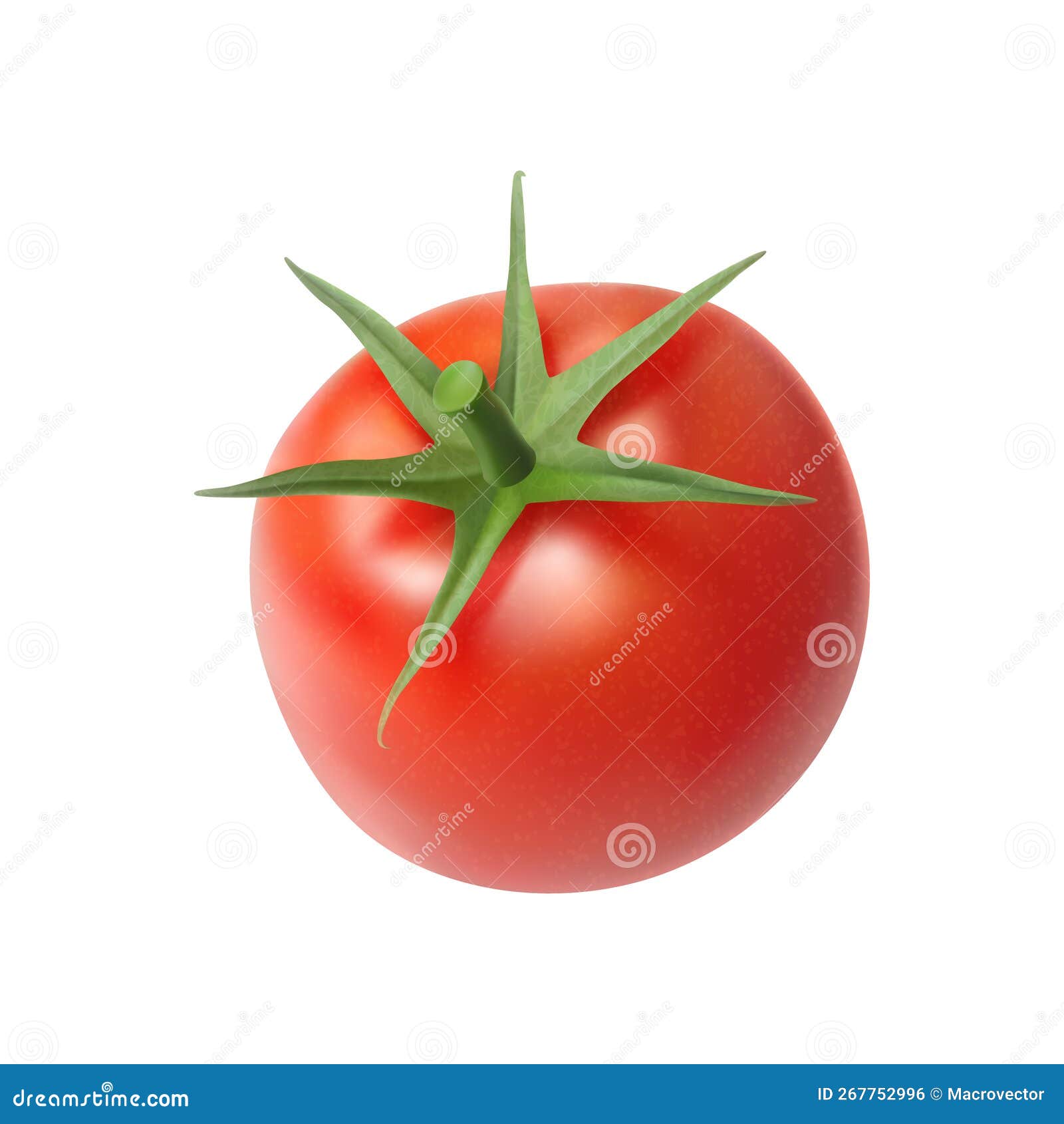 Tomato Side View Composition Stock Vector - Illustration of gourmet ...