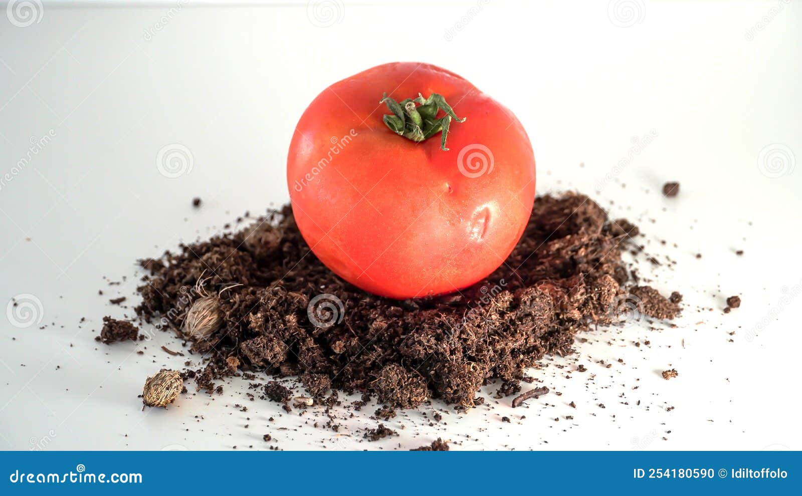 Tomato with Soil on Isolated Background Stock Photo - Image of food ...