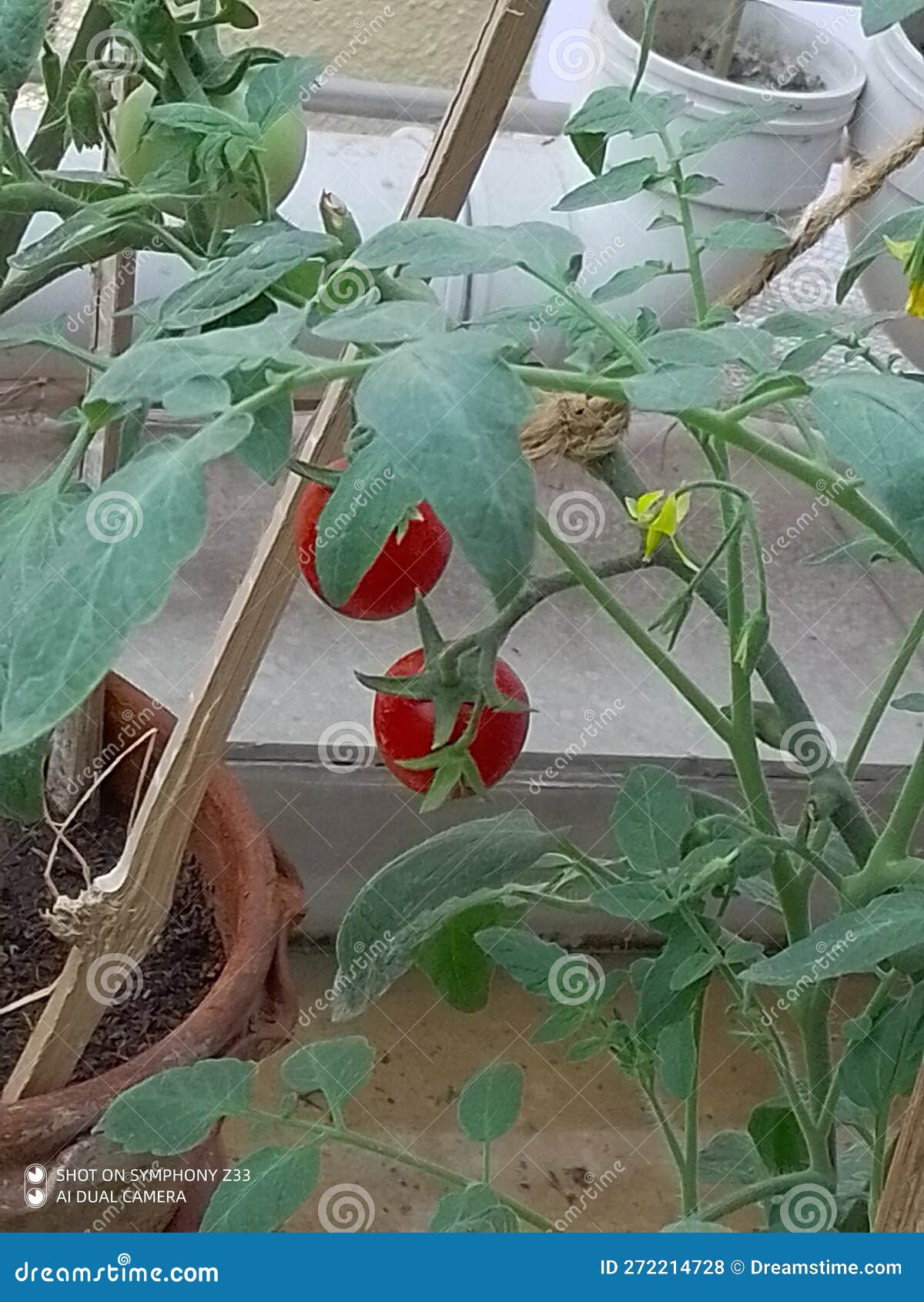 Tomato Plant in My Soilless Cultivation Stock Photo - Image of leaf ...