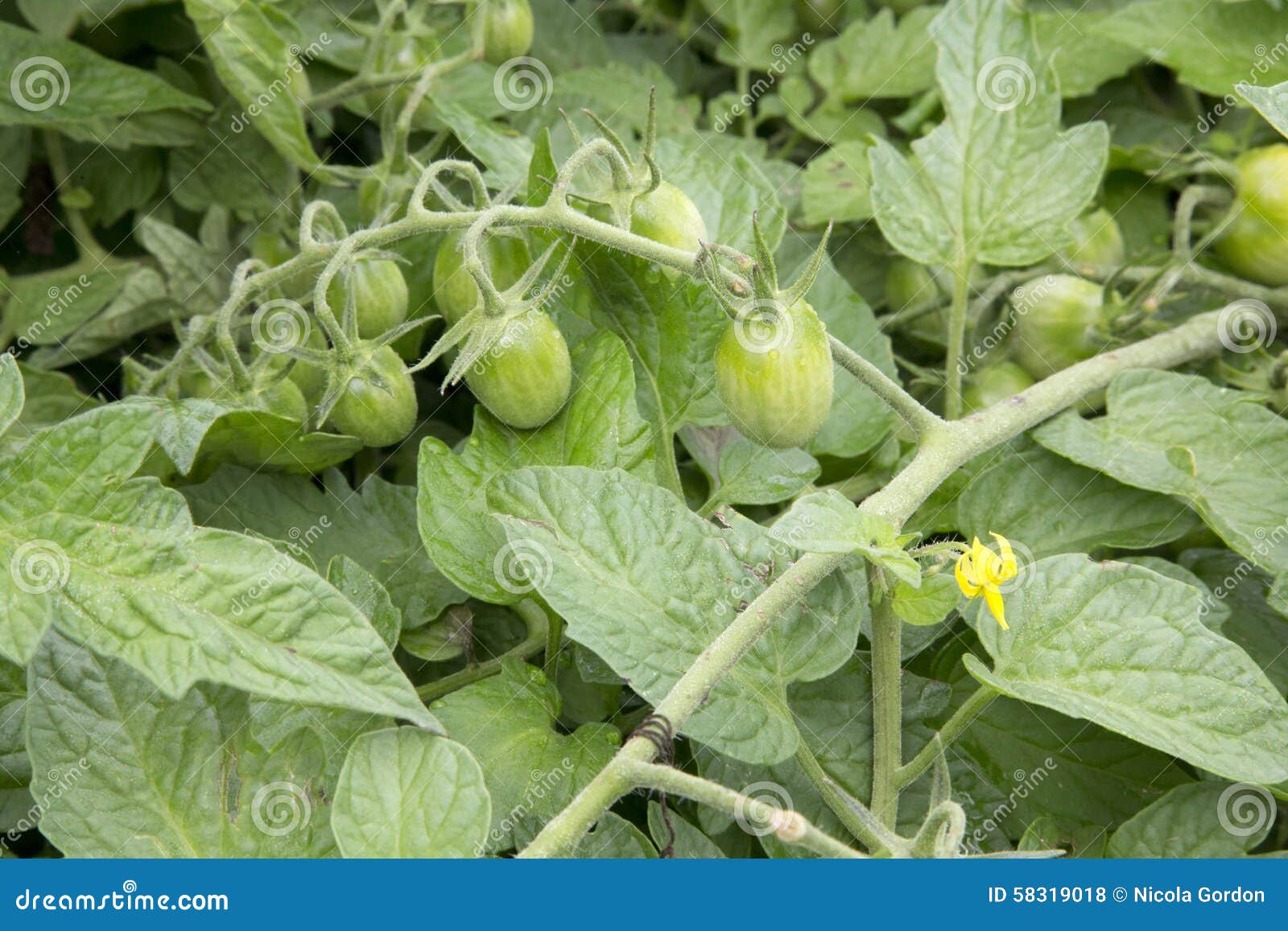 Tomato - Solanium - Fantastico Stock Photo - Image of food, garden ...