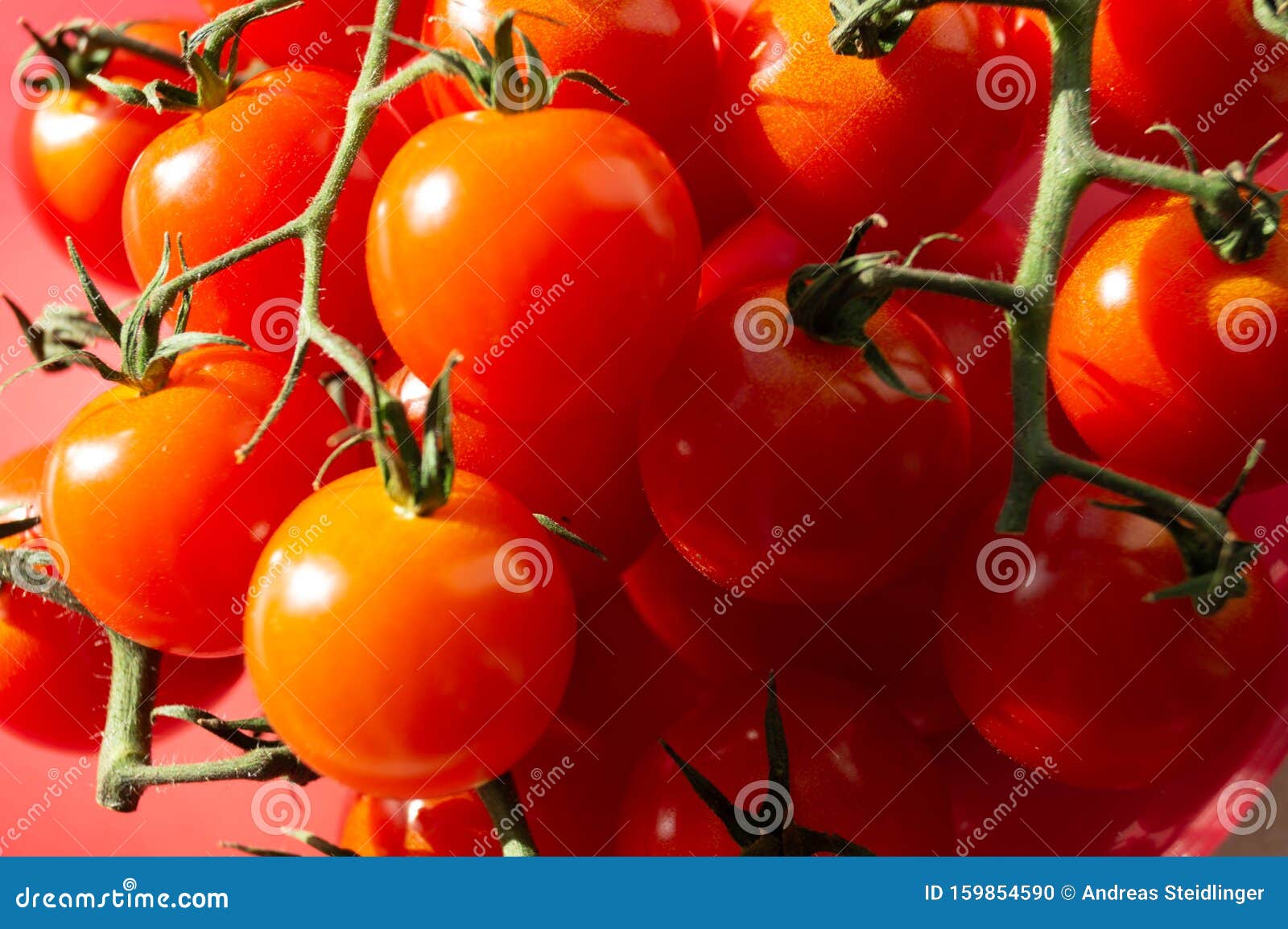 Tomato Solanum Lycopersicum Stock Photo - Image of garden, diet: 159854590