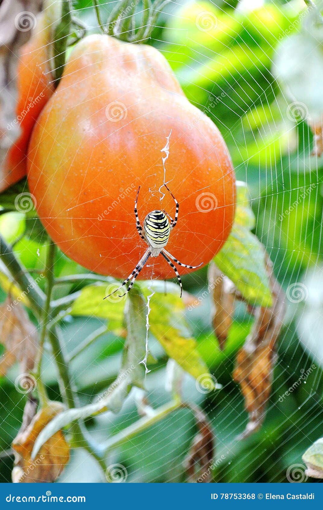 Tomato with spider stock photo. Image of natural, poisonous - 78753368