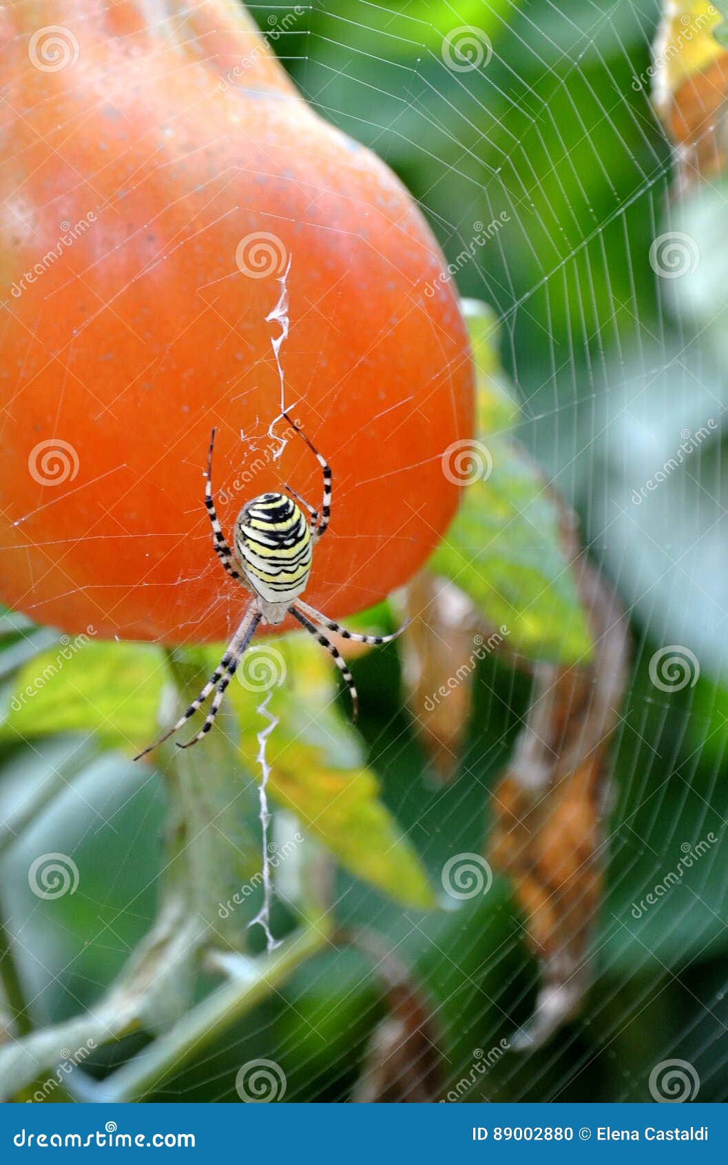 459 Tomato Spider Photos - Free & Royalty-Free Stock Photos from Dreamstime