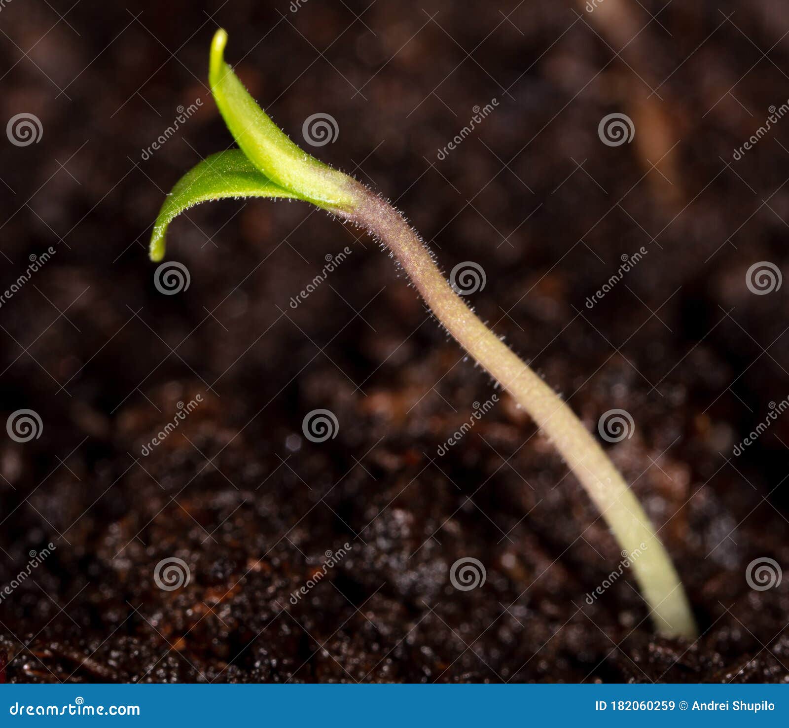 Tomato Sprout Emerges in the Ground Stock Image - Image of young ...