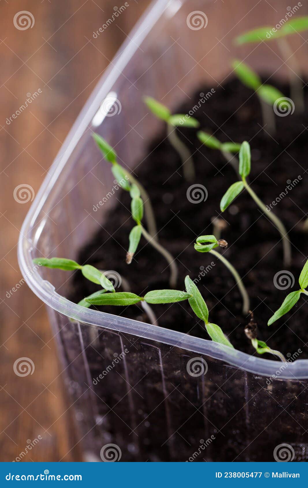 Tomato sprouts, close-up stock image. Image of leaf - 238005477
