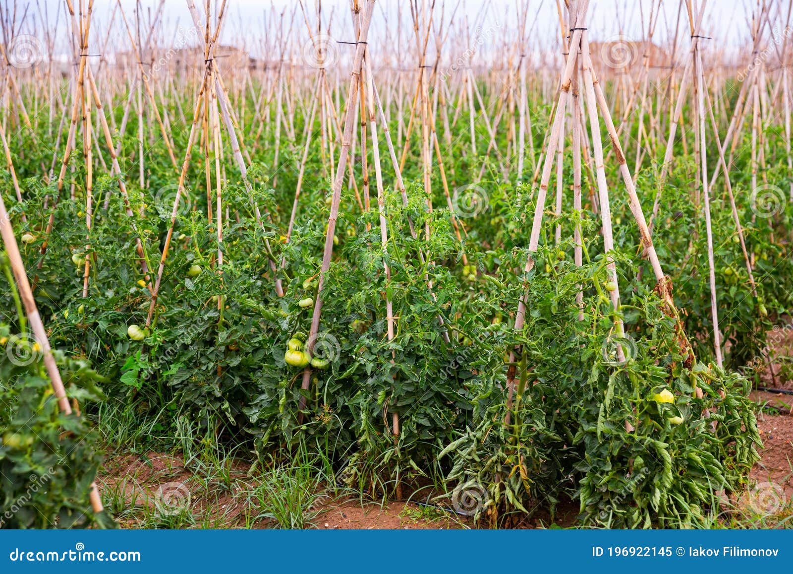 Tomato Sprouts Grow on the Field Using Sticks Stock Image - Image of ...