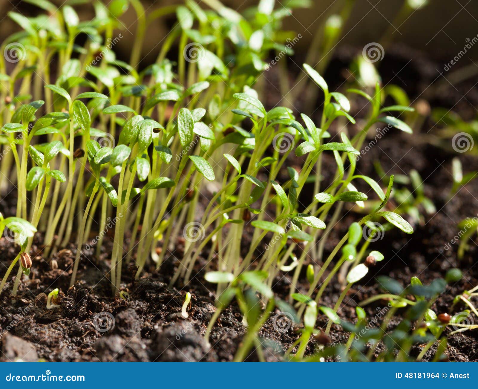 Tomato sprouts stock photo. Image of greenery, fresh - 48181964