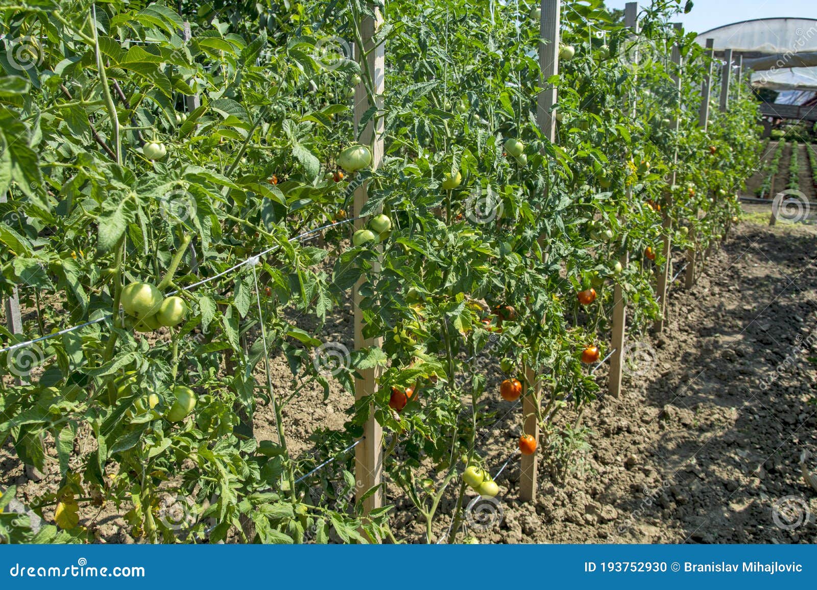 Tomato on a stalk stock photo. Image of fruit, farm - 193752930