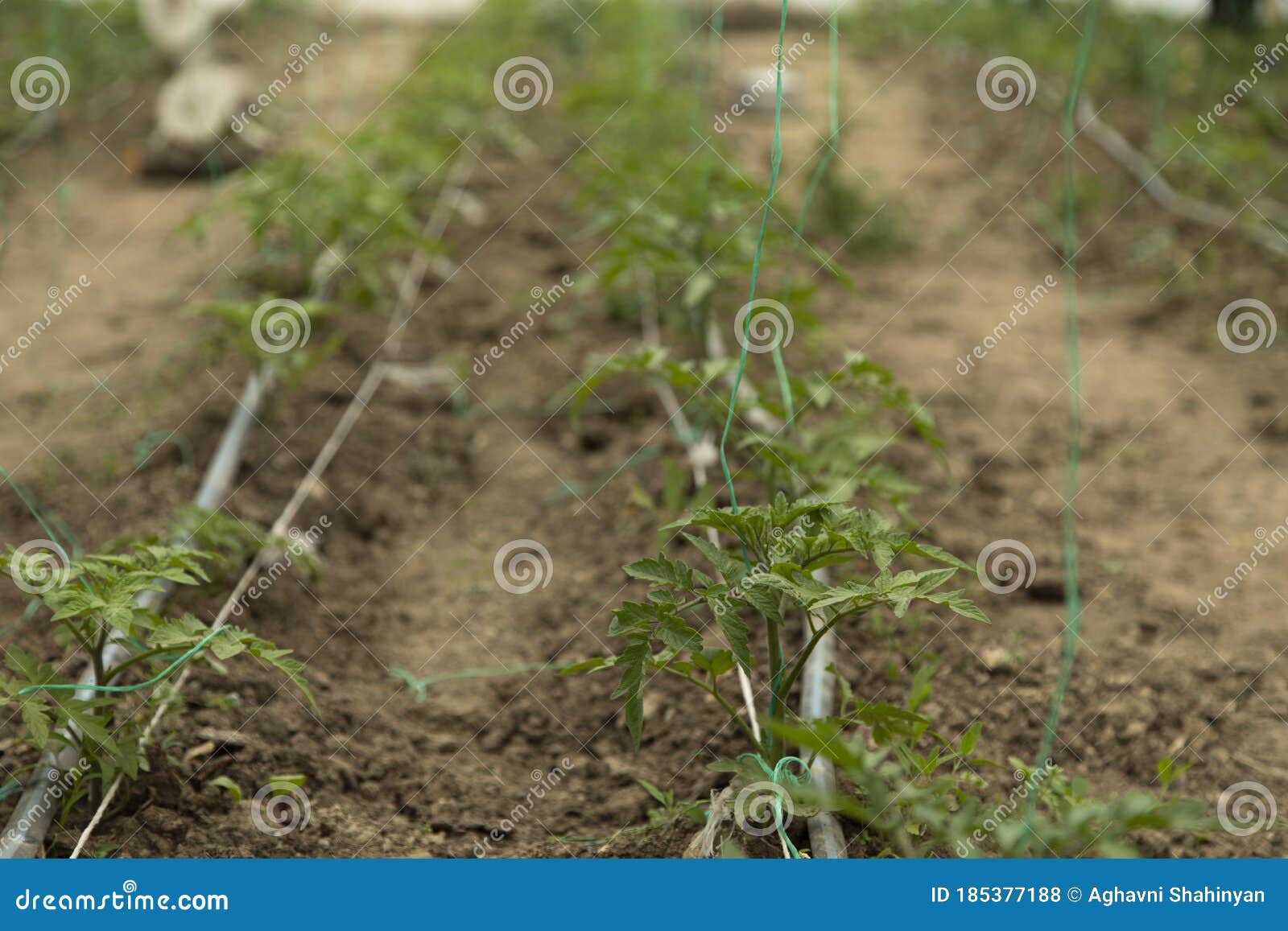 Tomato Stalks in the Greenhouse Stock Photo - Image of environment ...