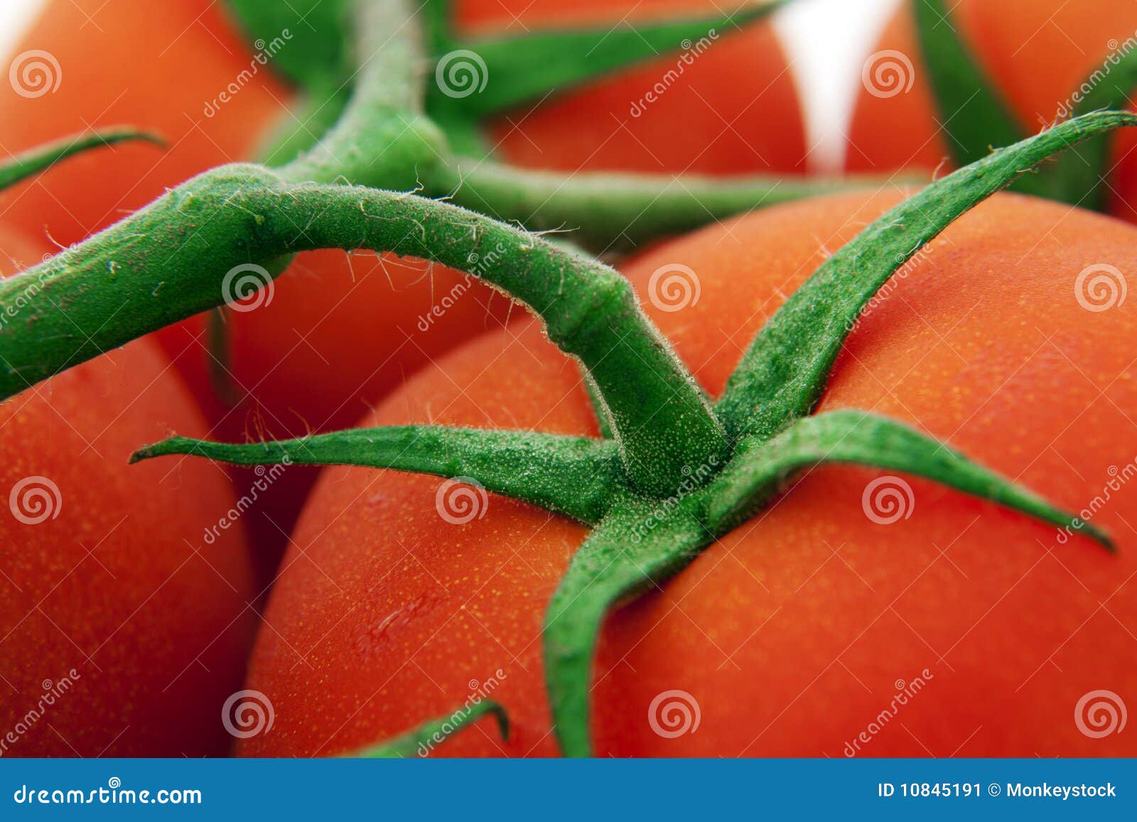 Tomato stem stock image. Image of green, produce, vegetable - 10845191